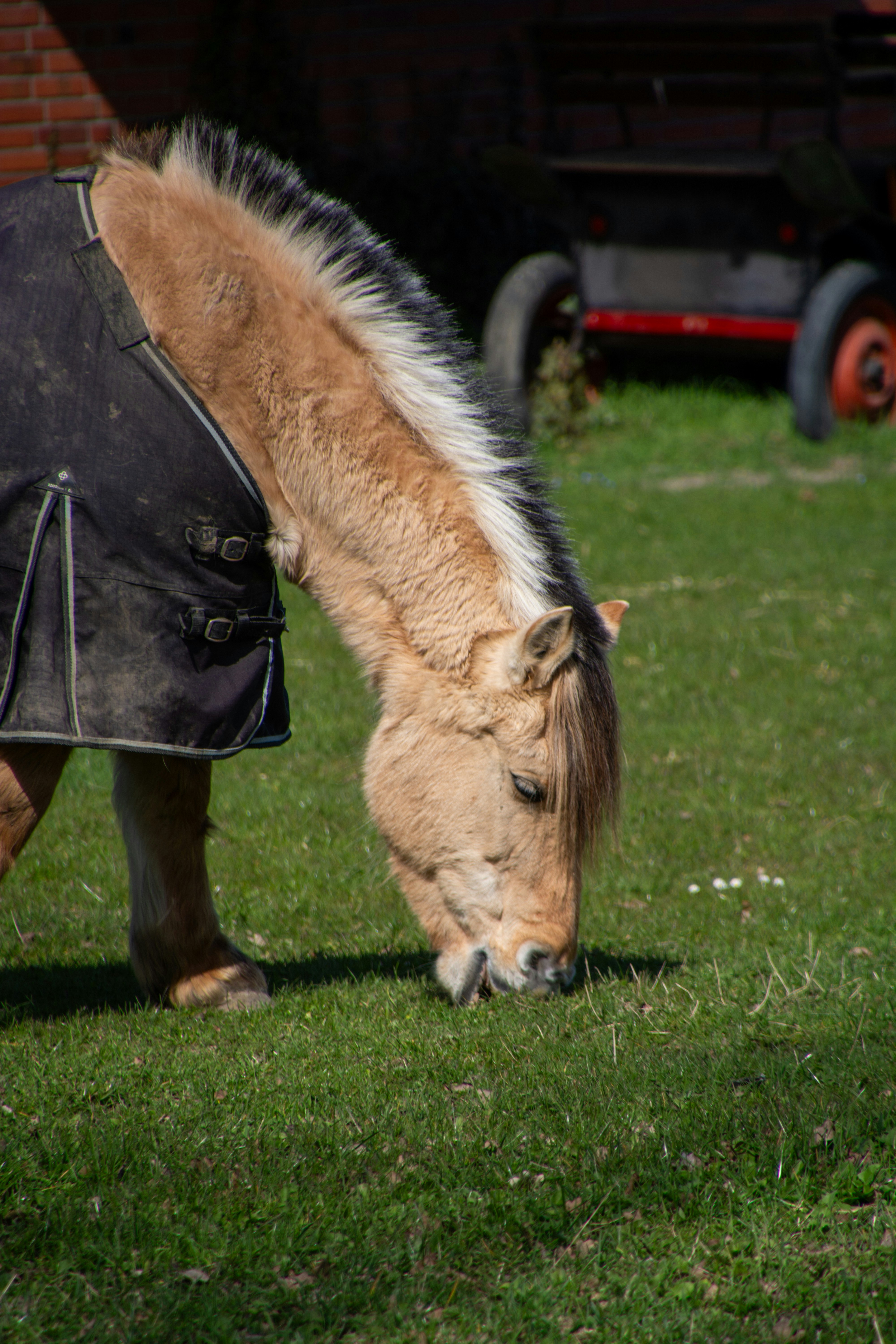 Pasture Grazing: A Chestnut Pony Nuzzles the Grass