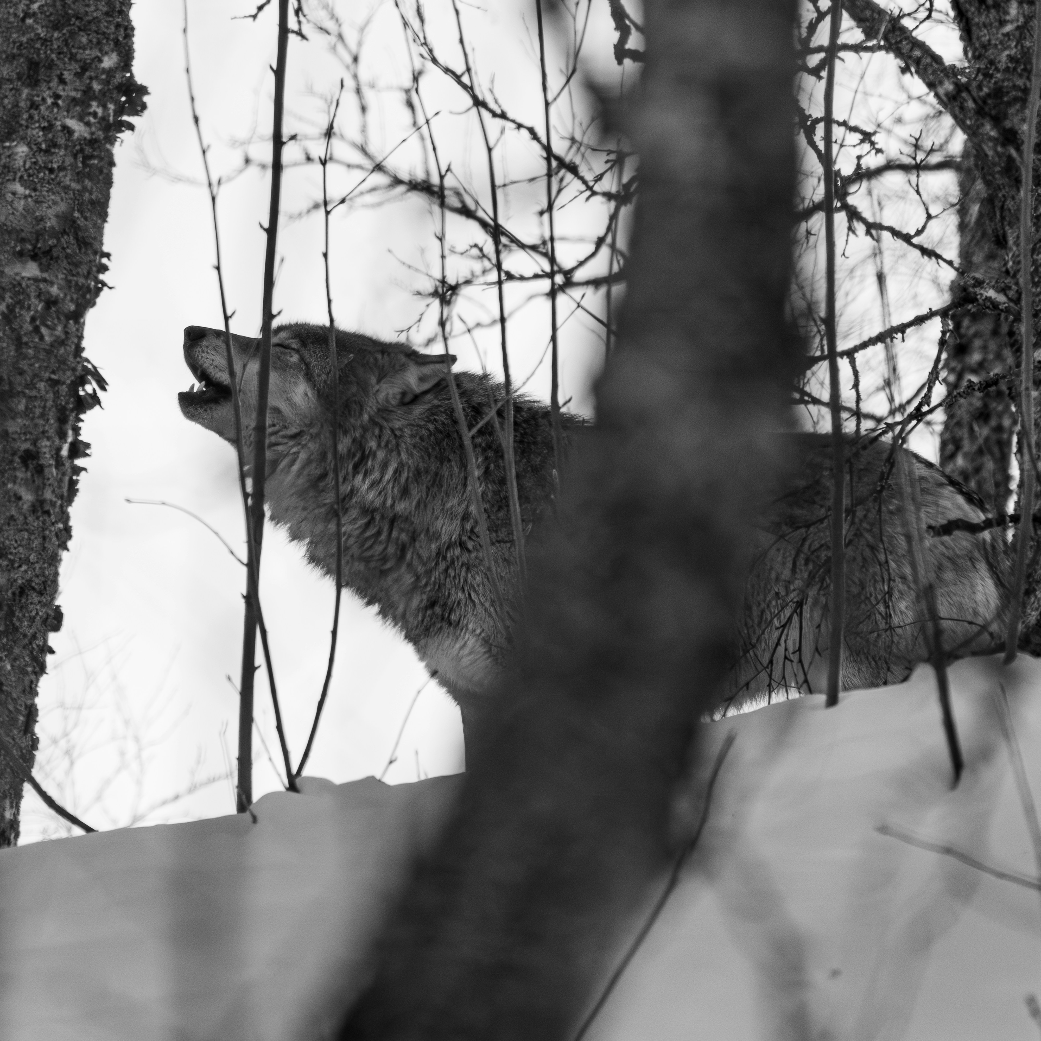 Howl from the Snowbound Pines