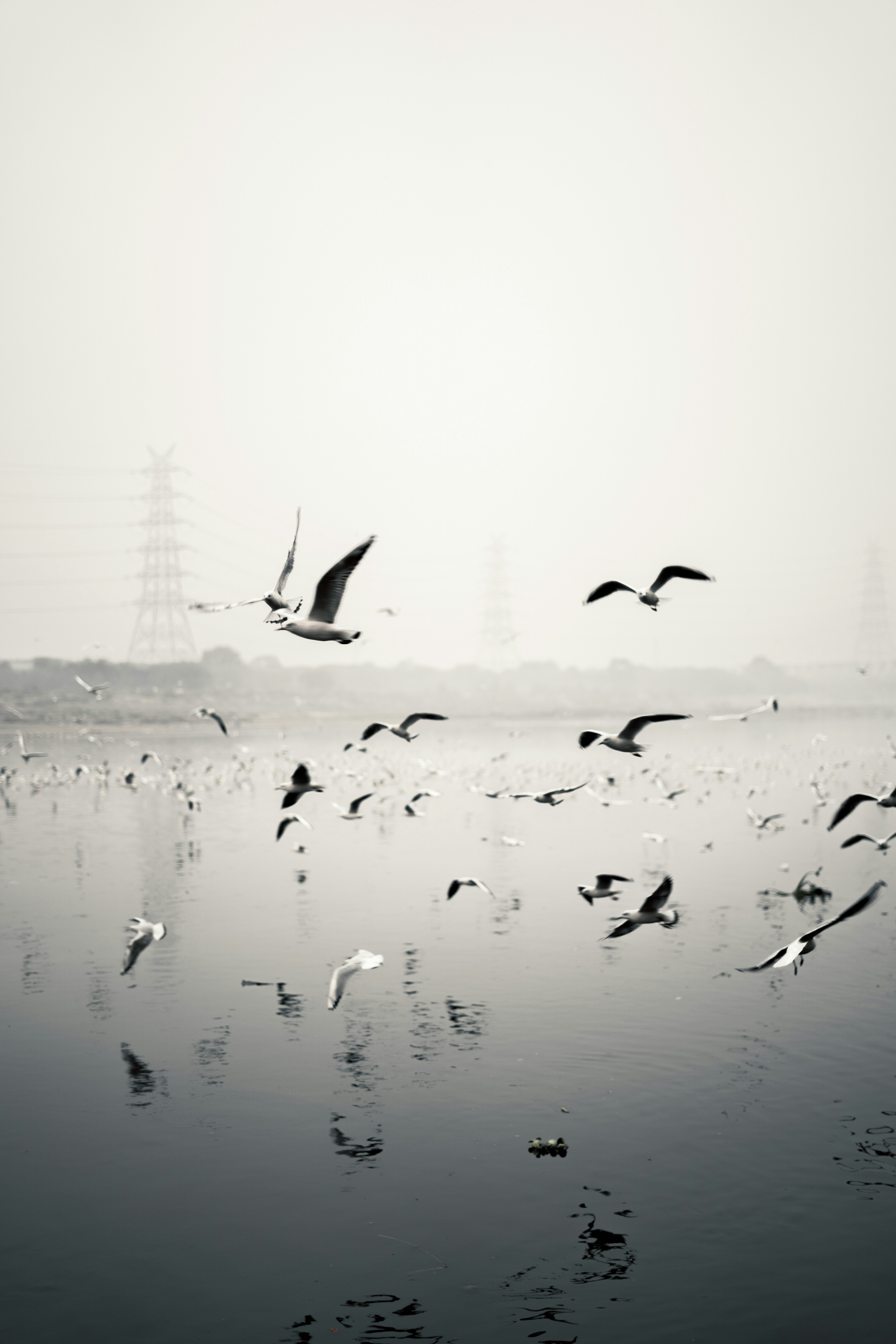 Midair Chorus at Dawn over a Serene Swamp