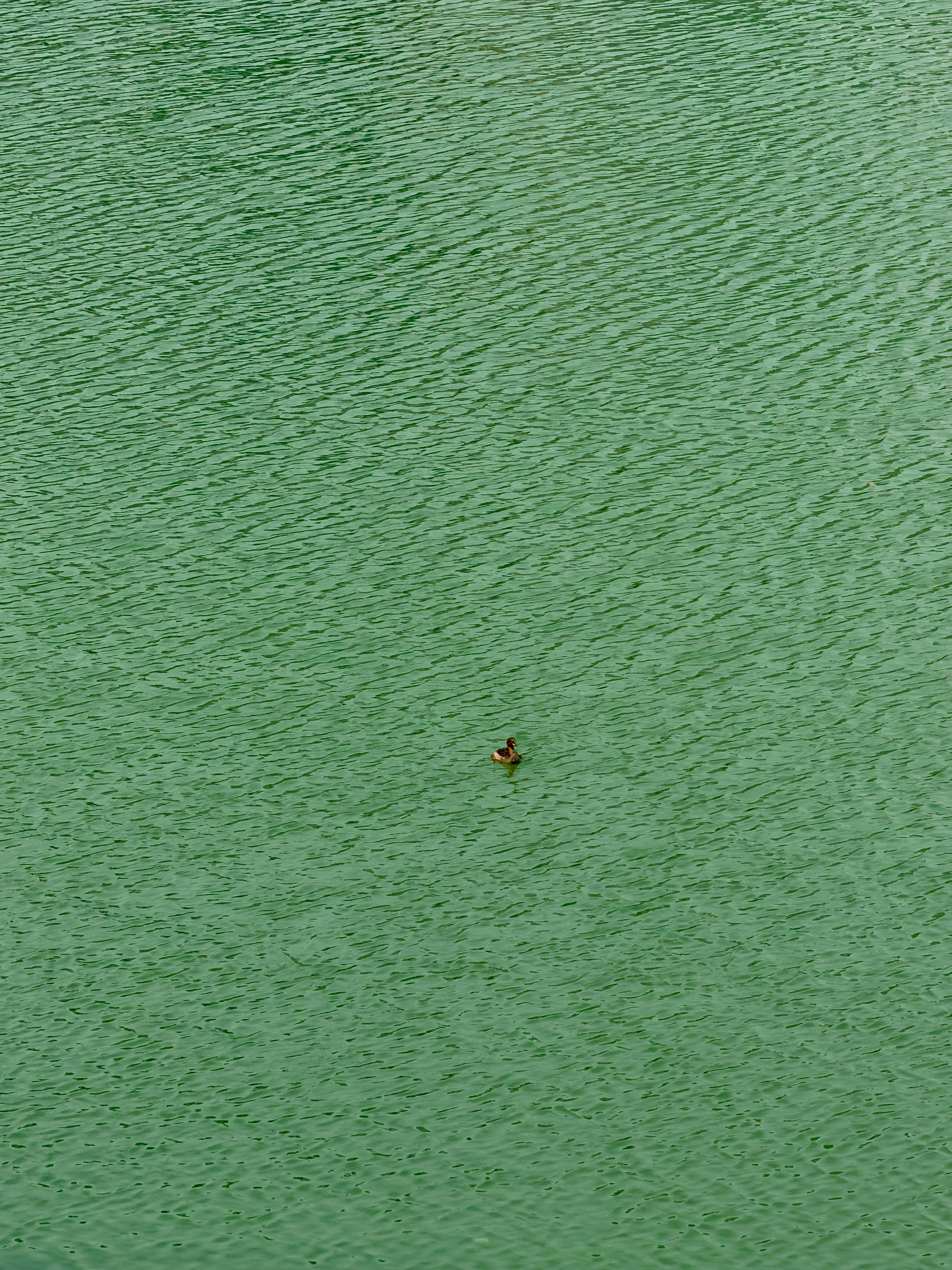 A lone duck on emerald expanse