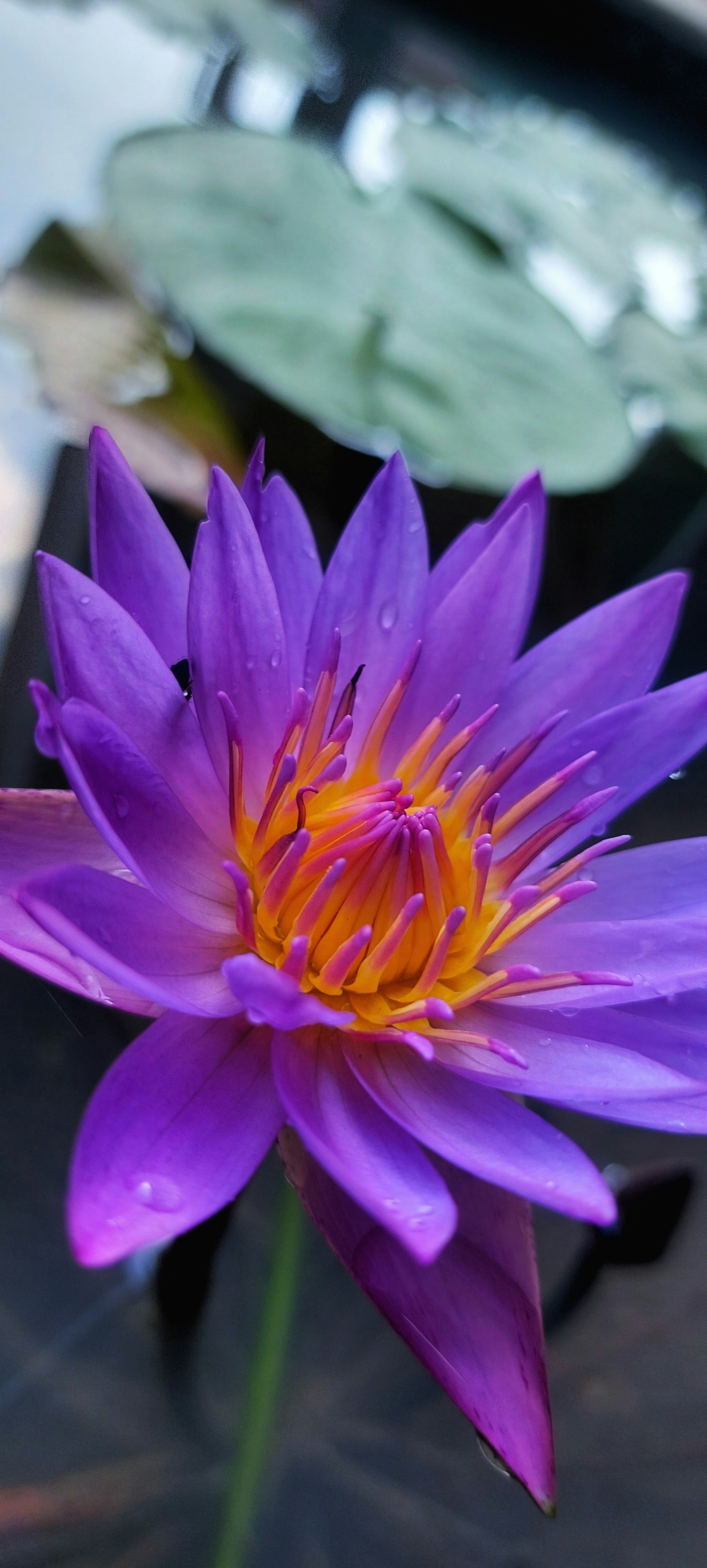 Purple Water Lily Burst: A Close-Up of Color and Core Detail