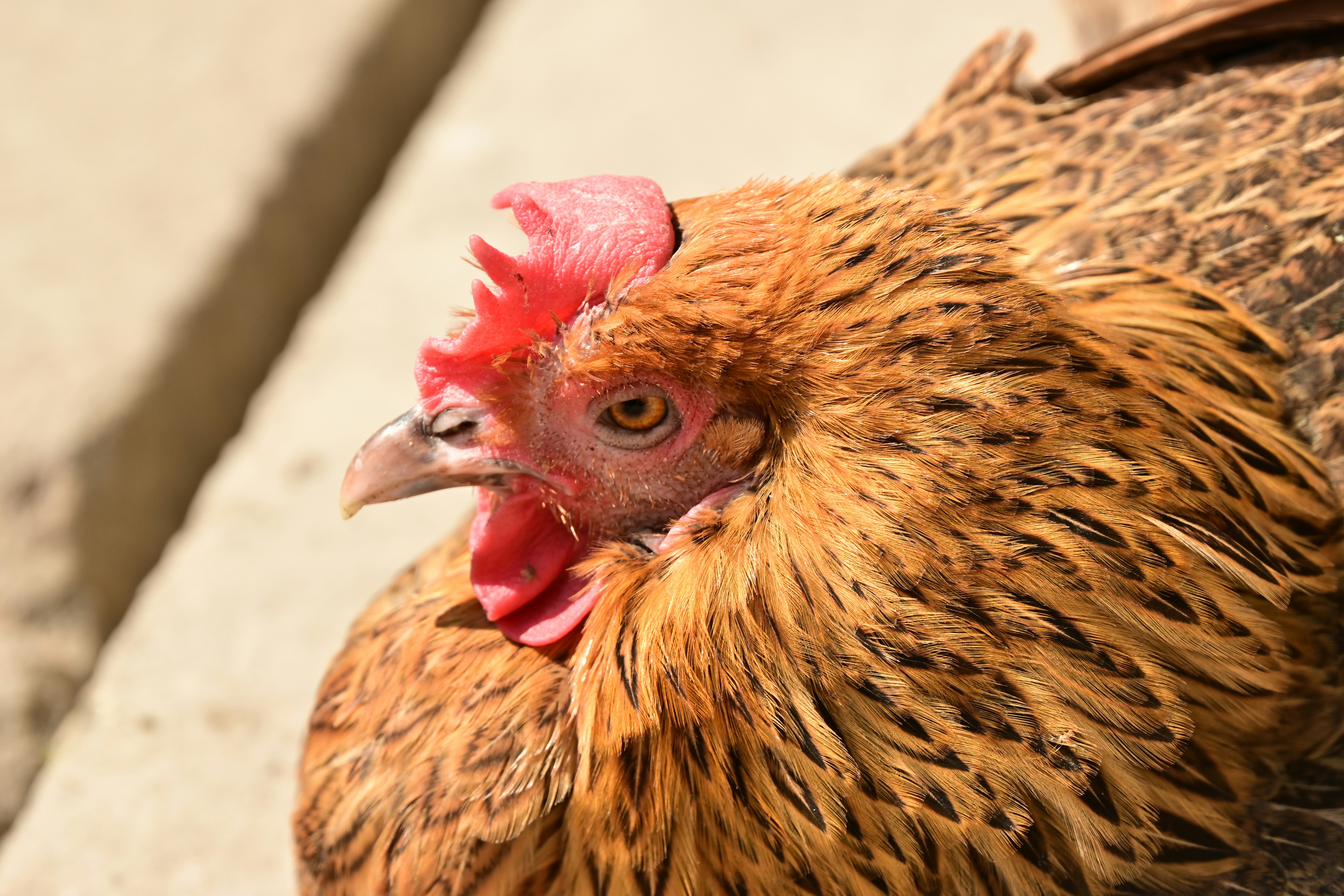 Close-Up of a Rooster's Head: Textured Plumage and Alert Eye