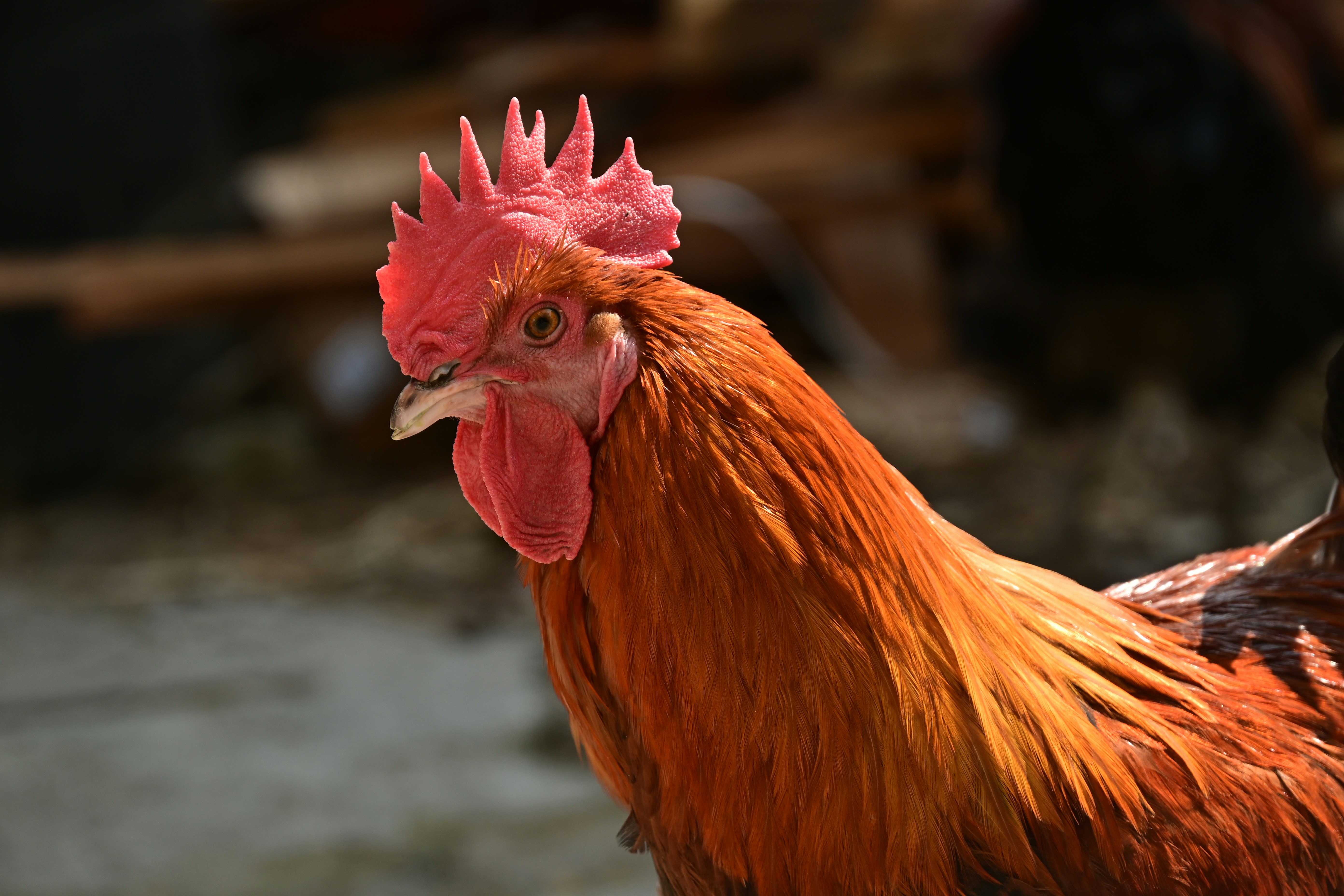 Dominant Red Comb and Bright Eye: Close-up of a Rooster in Warm Sun