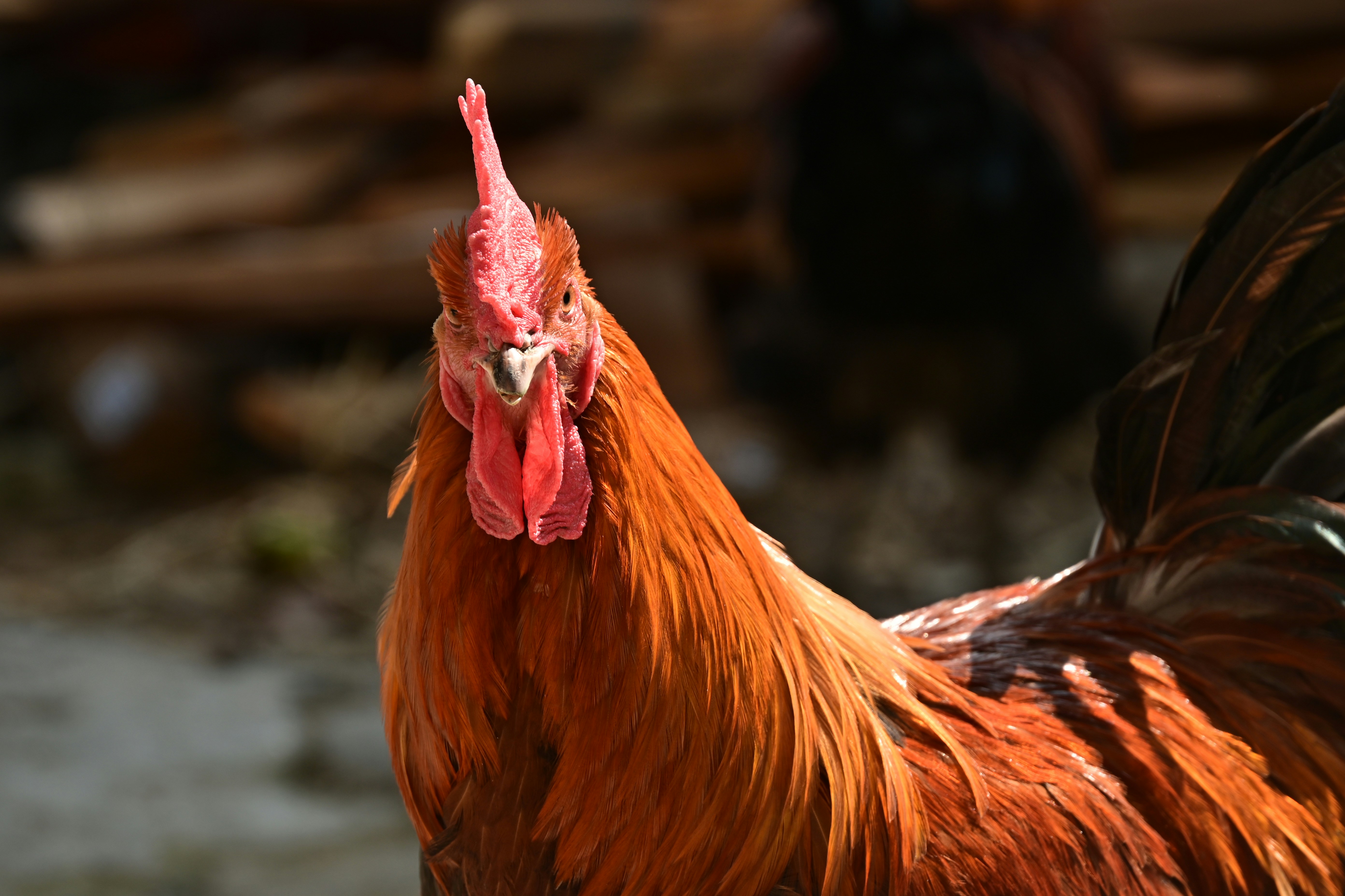 Crimson Crown: A Rooster Portrait in Warm Light
