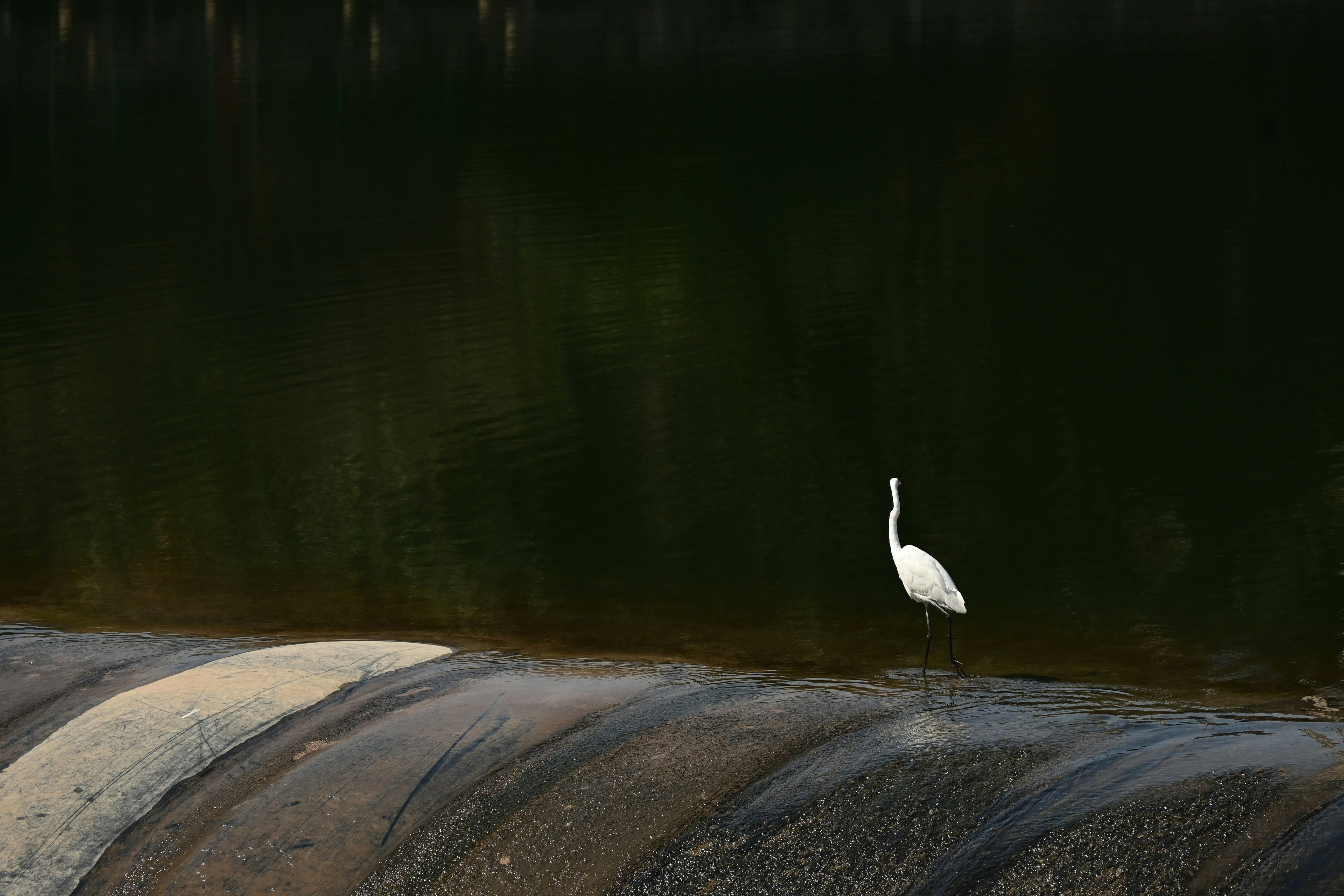 White Heron on a Tidal Ribbon