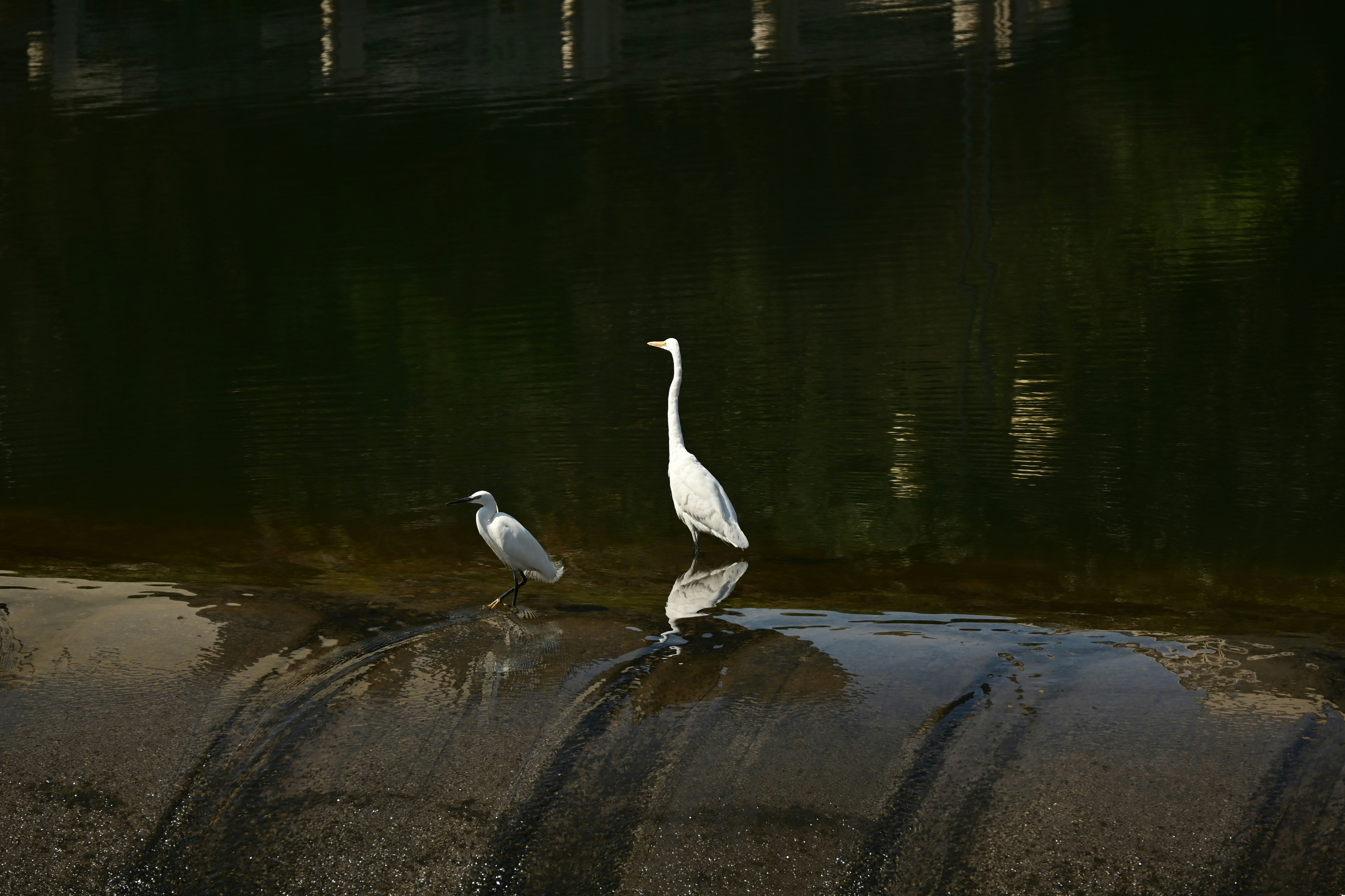 White Heron and Grey Wannet by the Waterline