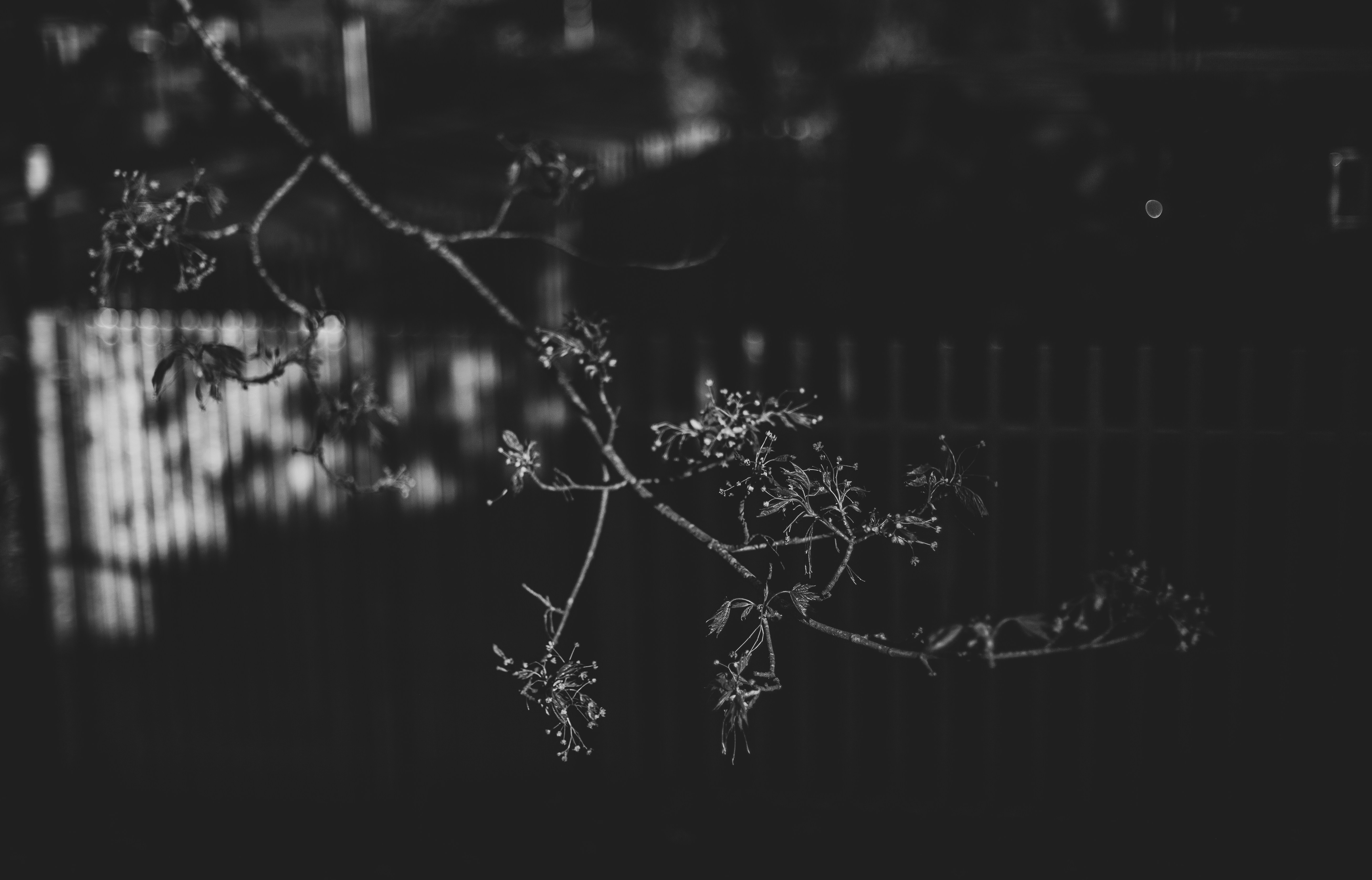 Withered Ivy in Dusk: A Quiet Monochrome Moment