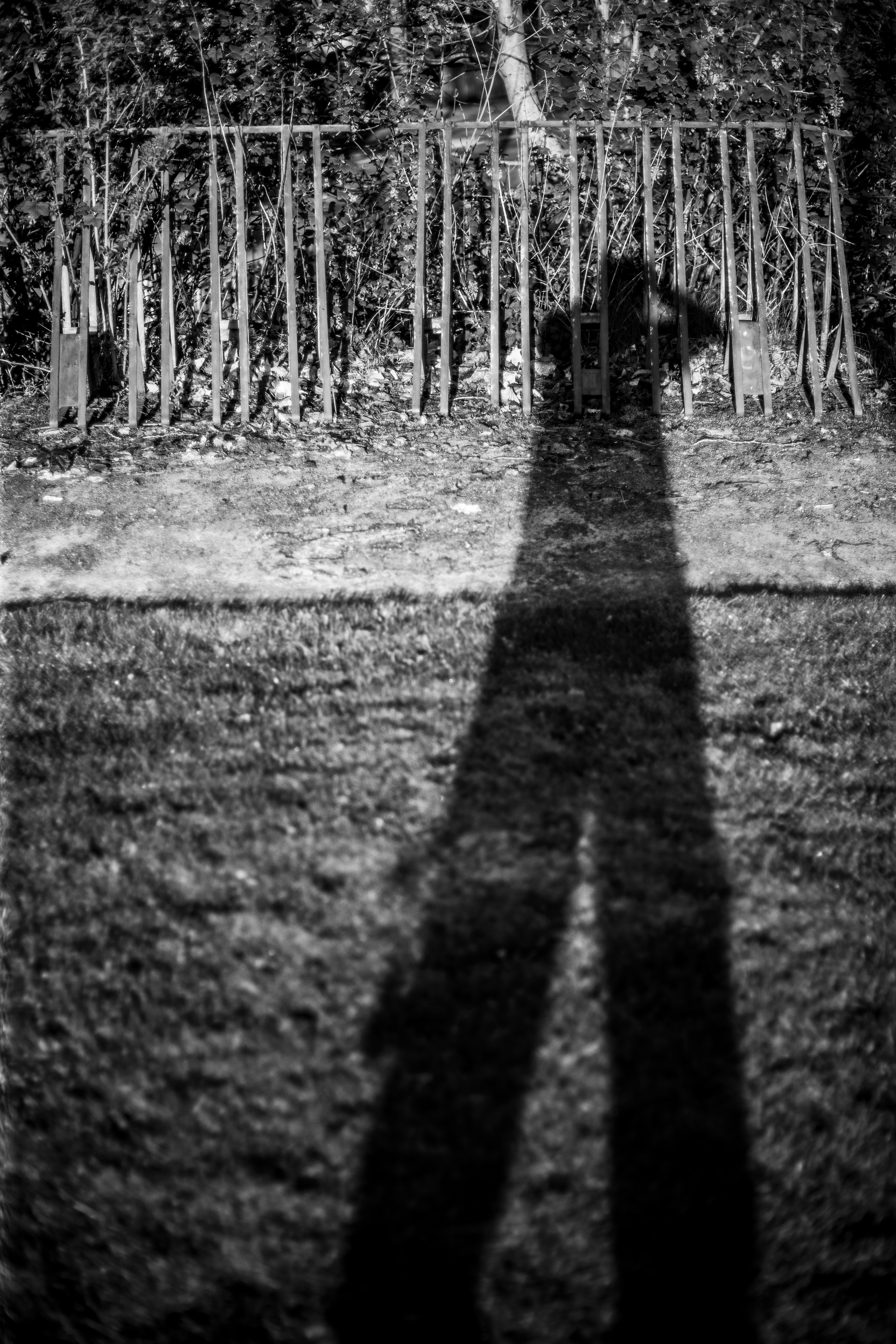 Shadow on the Fence: A Tall Silhouette Over a Quiet Ground