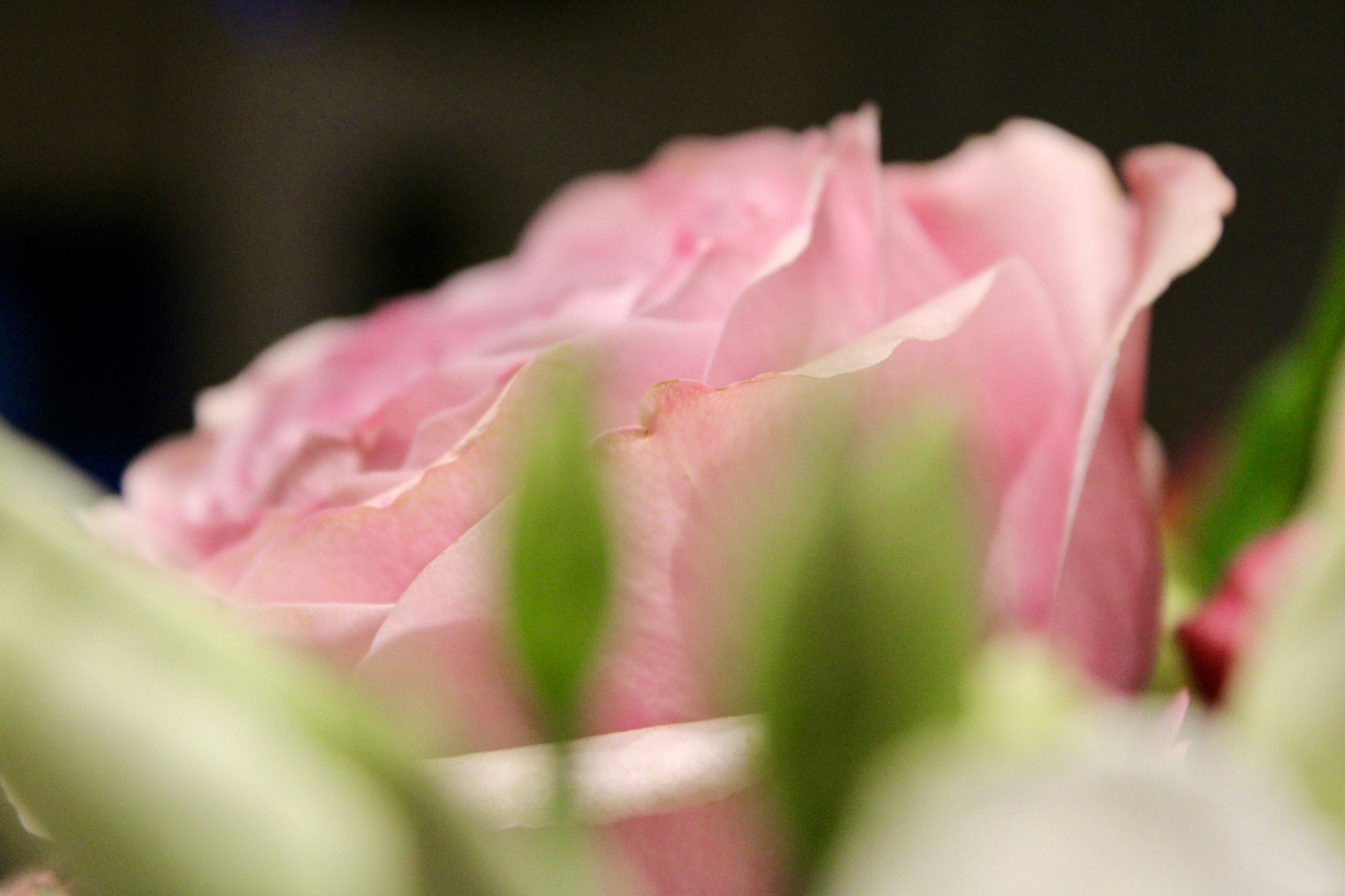 Soft Petal Reverie: Blush Rose Fragments in Gentle Blur