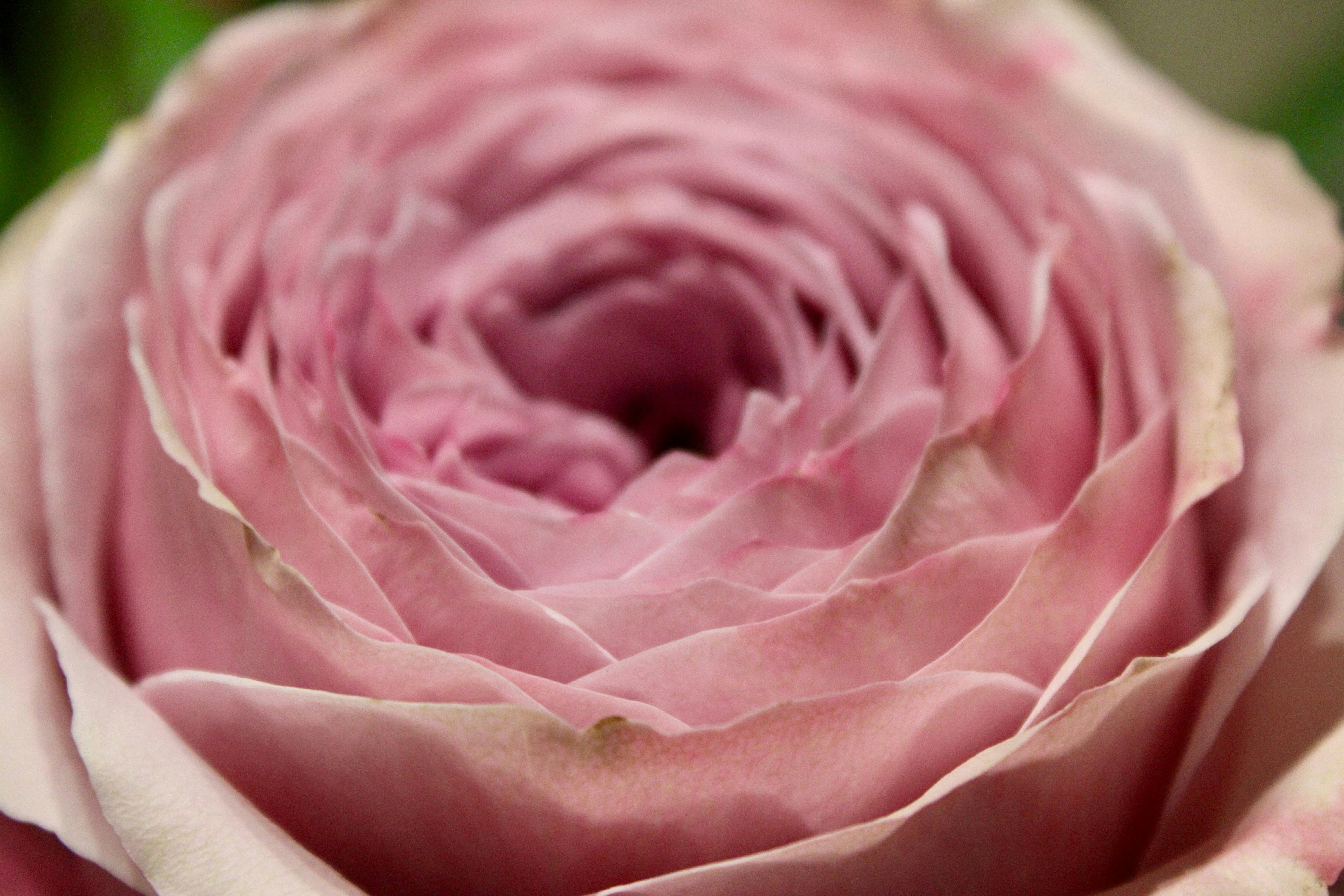 Soft Spiral: a close-up of a blush pink rose in quiet focus