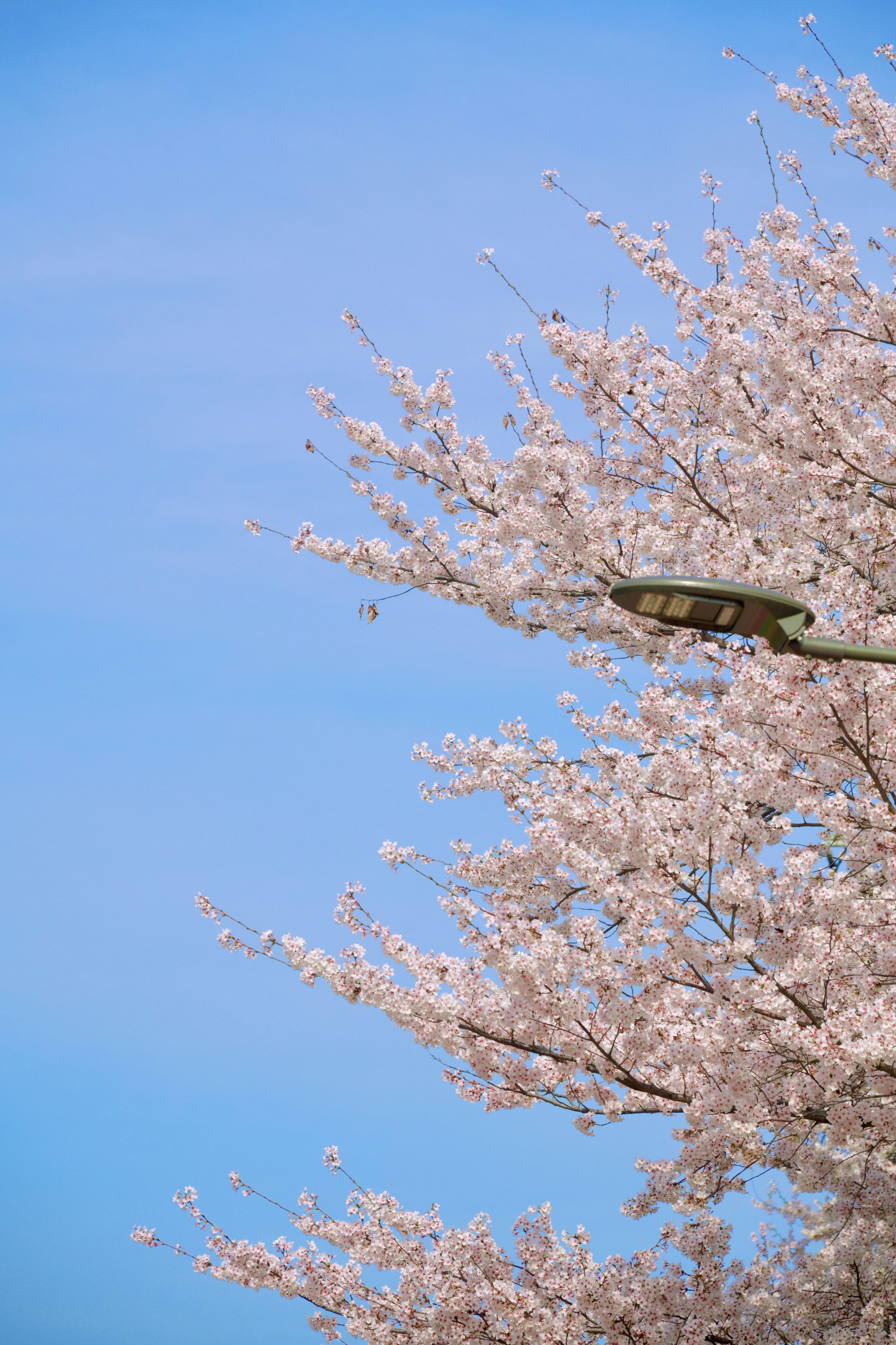 Cherry Blossom Streetlight in a Clear Sky