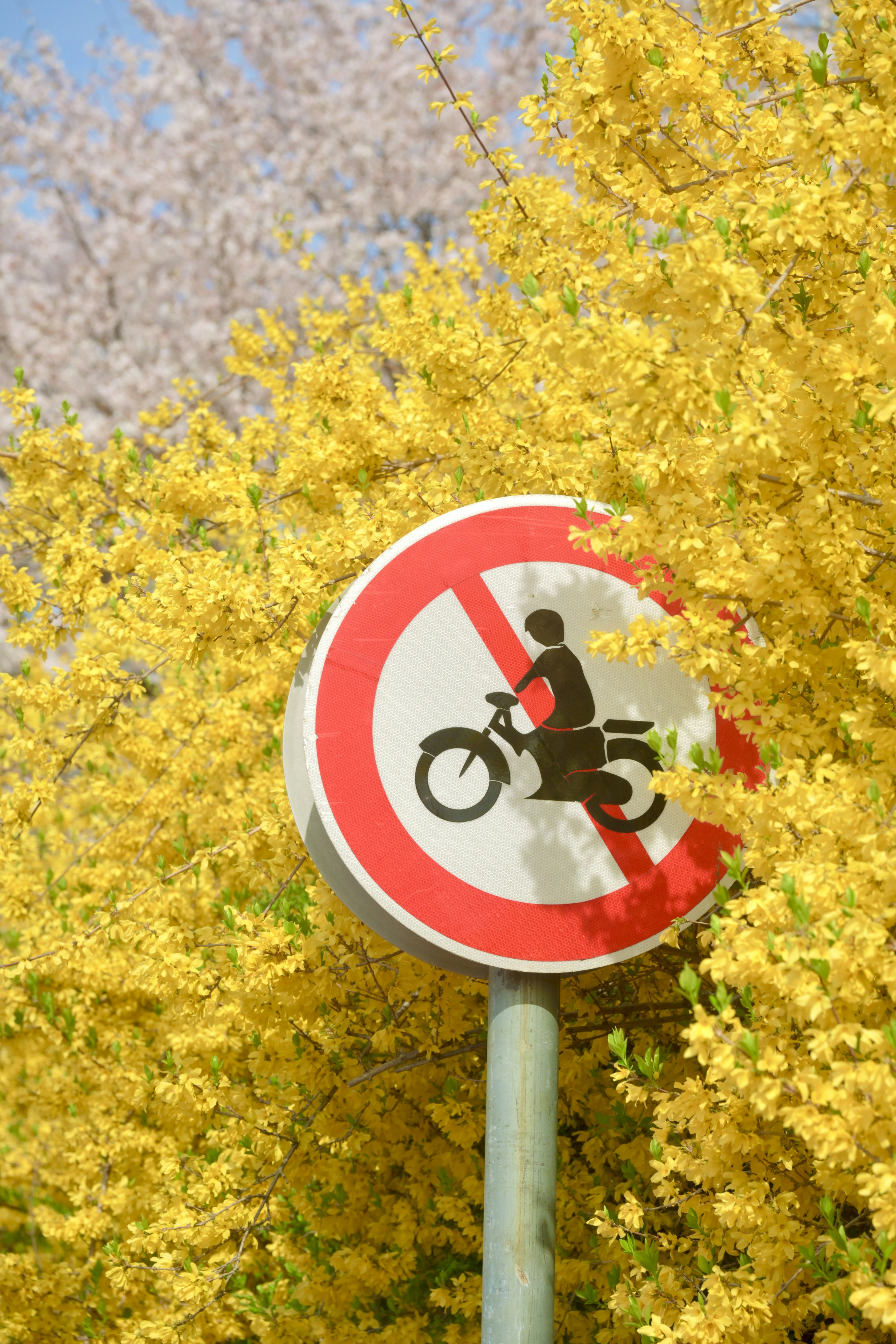 Yellow Boughs and a Ride-Stop Symbol