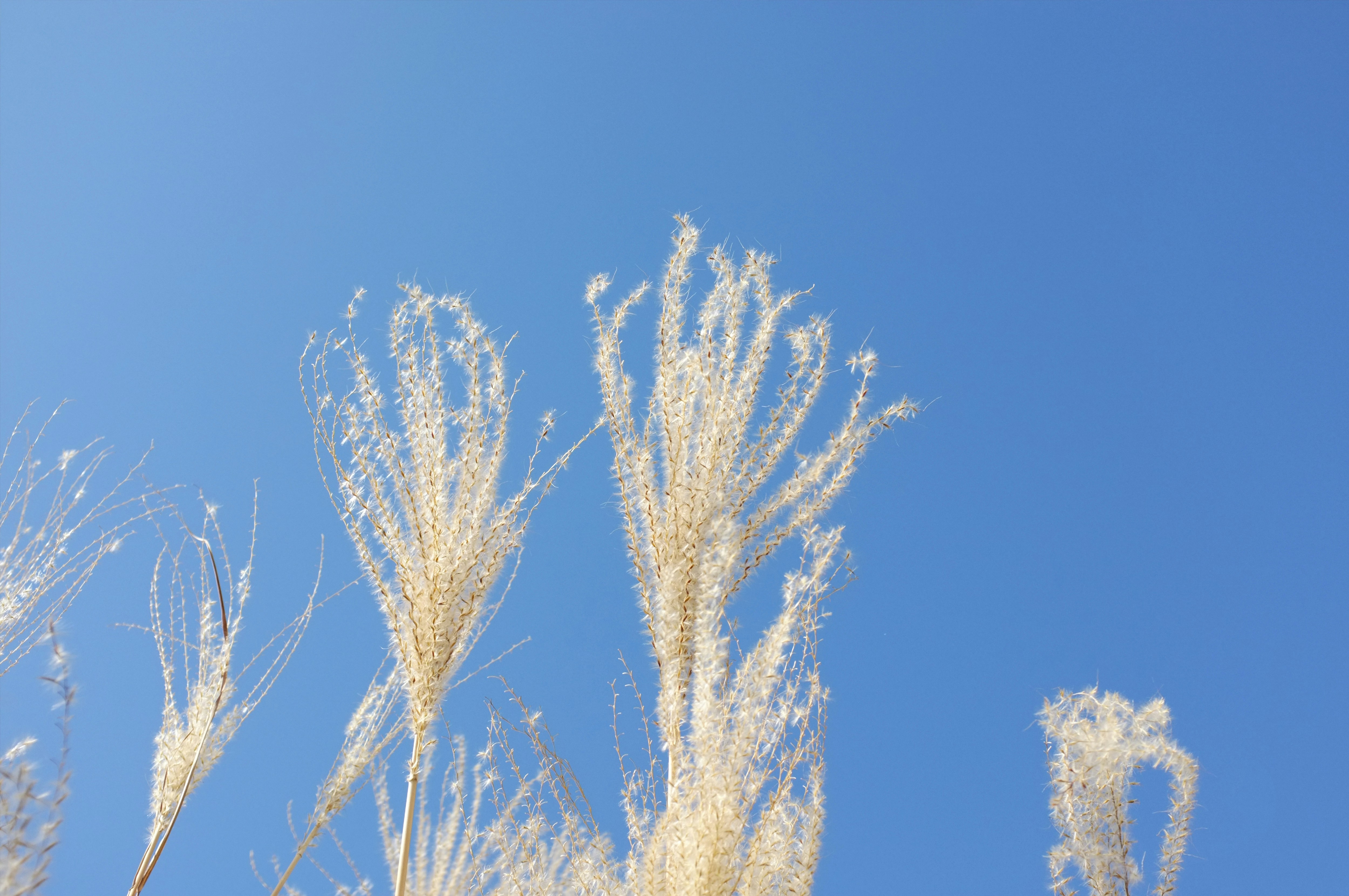 Bare Grass Heads Reaching Toward a Clear Sky