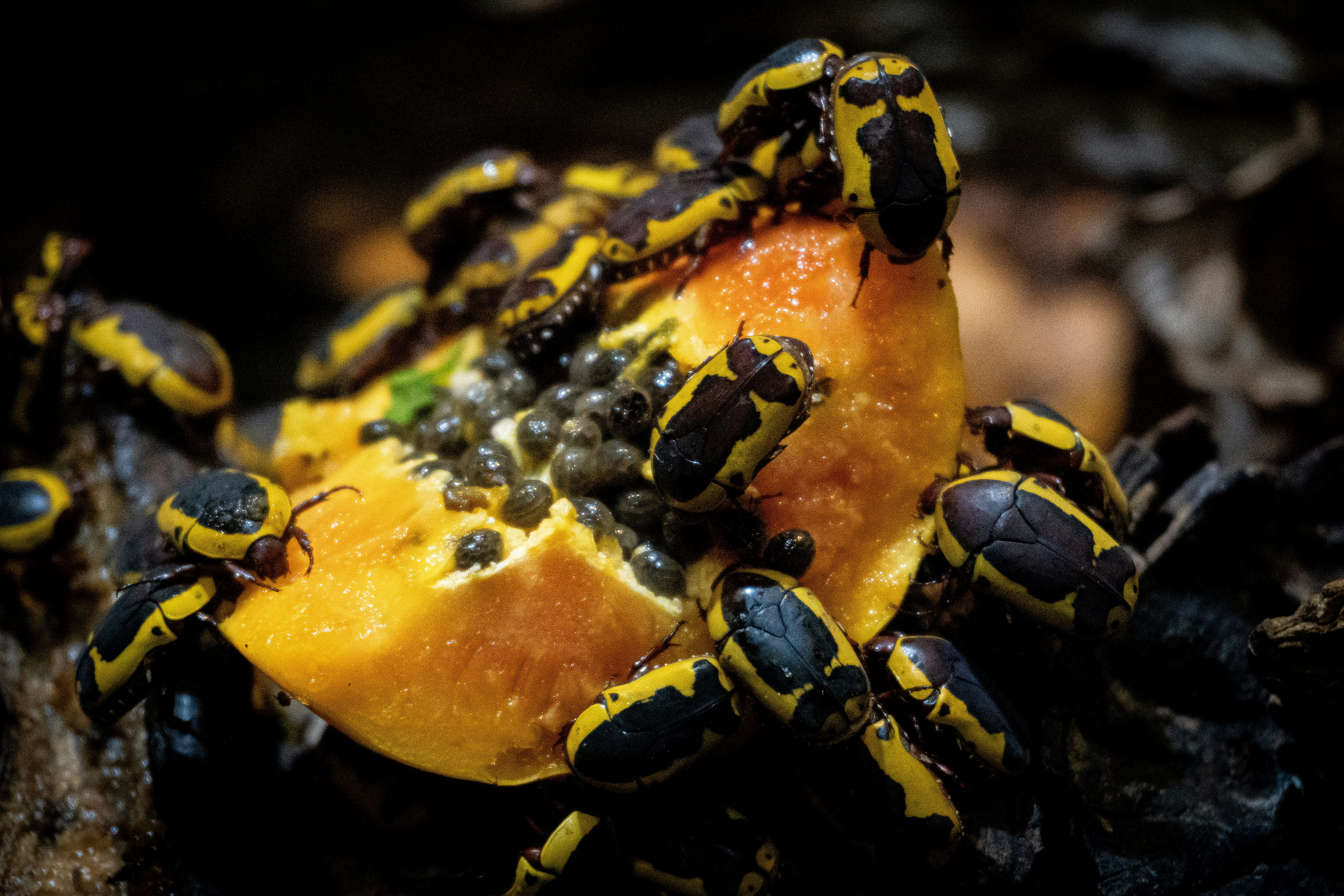 Yellow-and-Black Harvester: Peeking at the Orange Melt