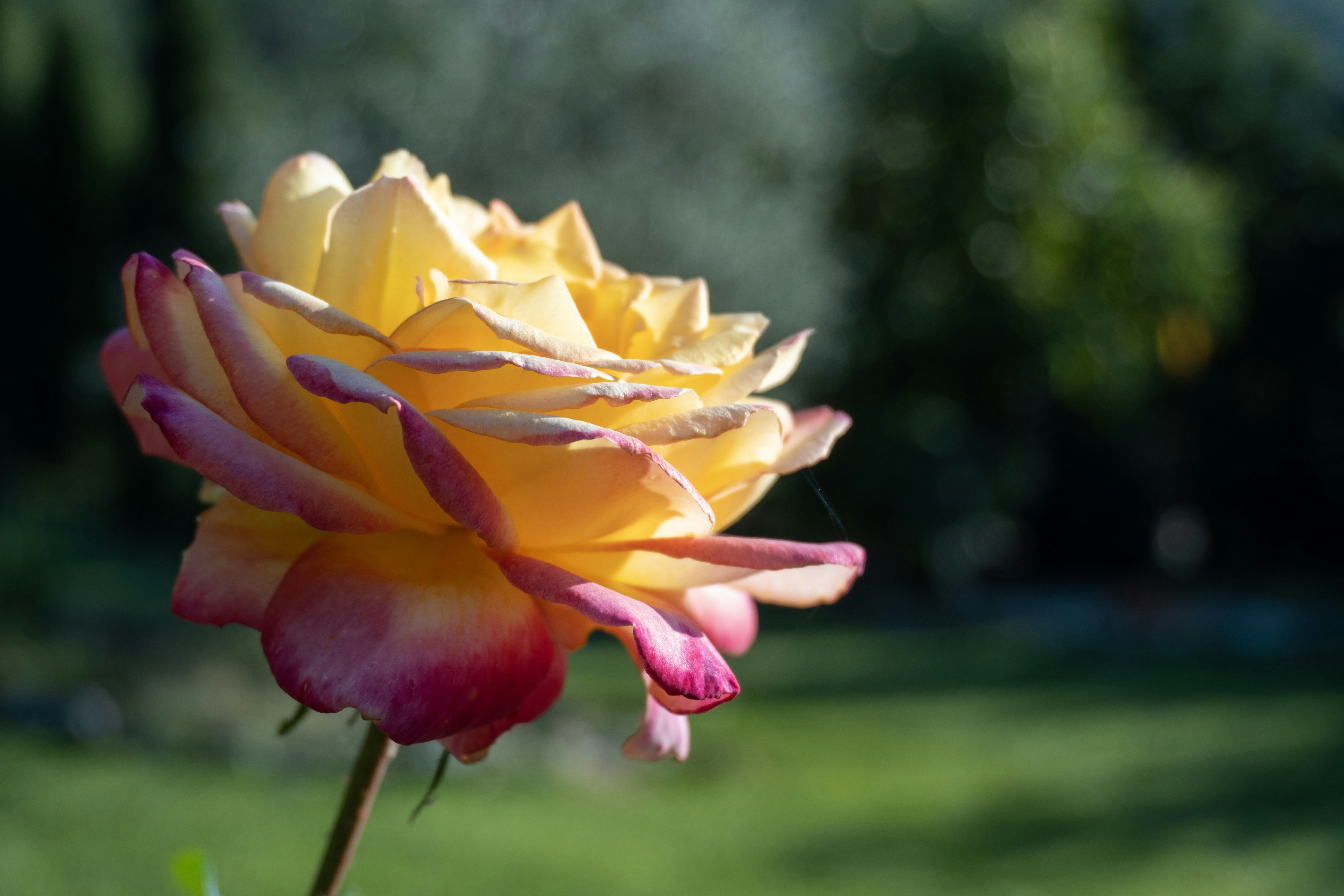 Two-Toned Bloom: Coral-Tip Rose in Soft Backlit Blur