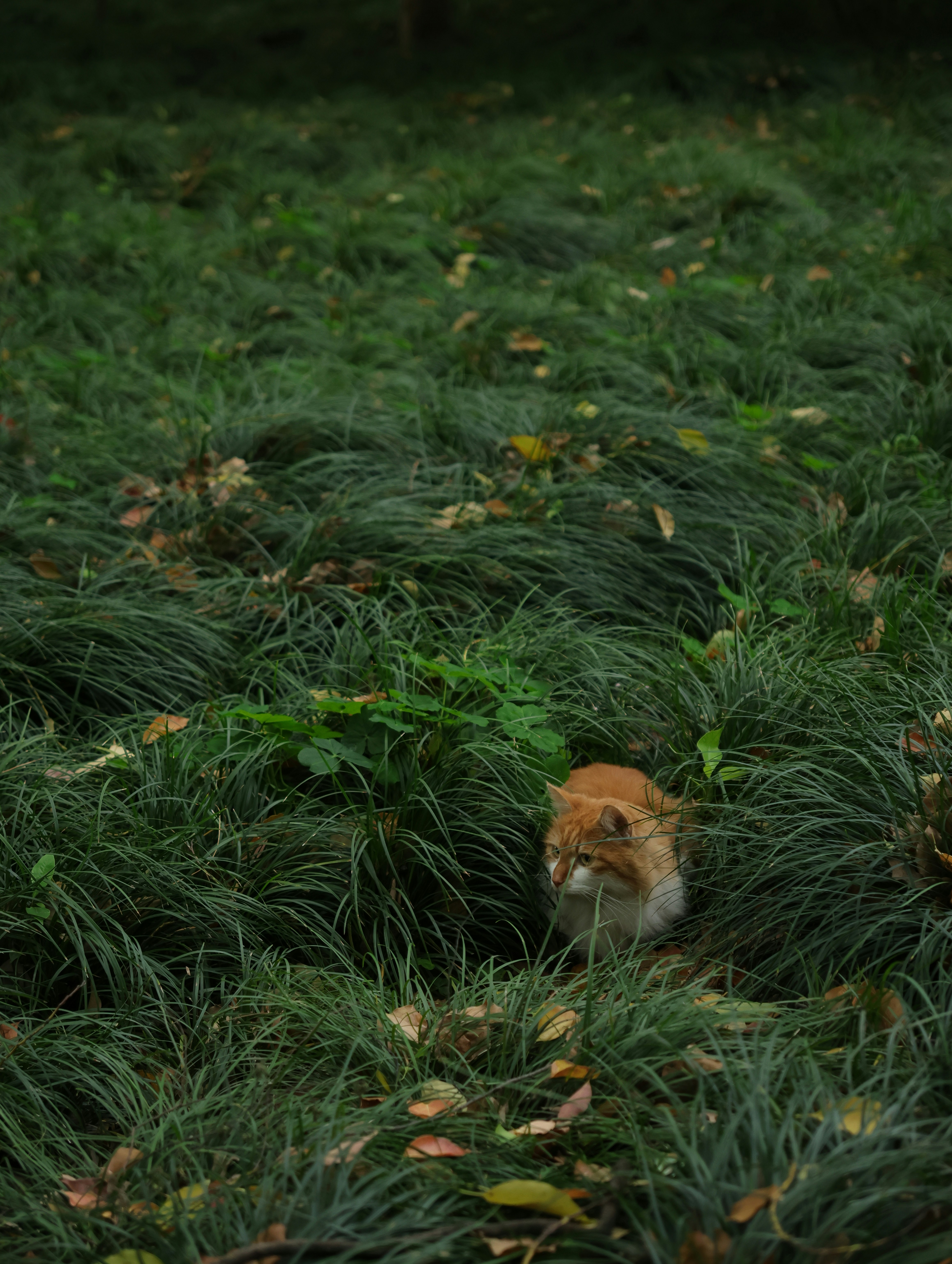 Hidden Ember: A Ginger Cat Emerges from the Grass