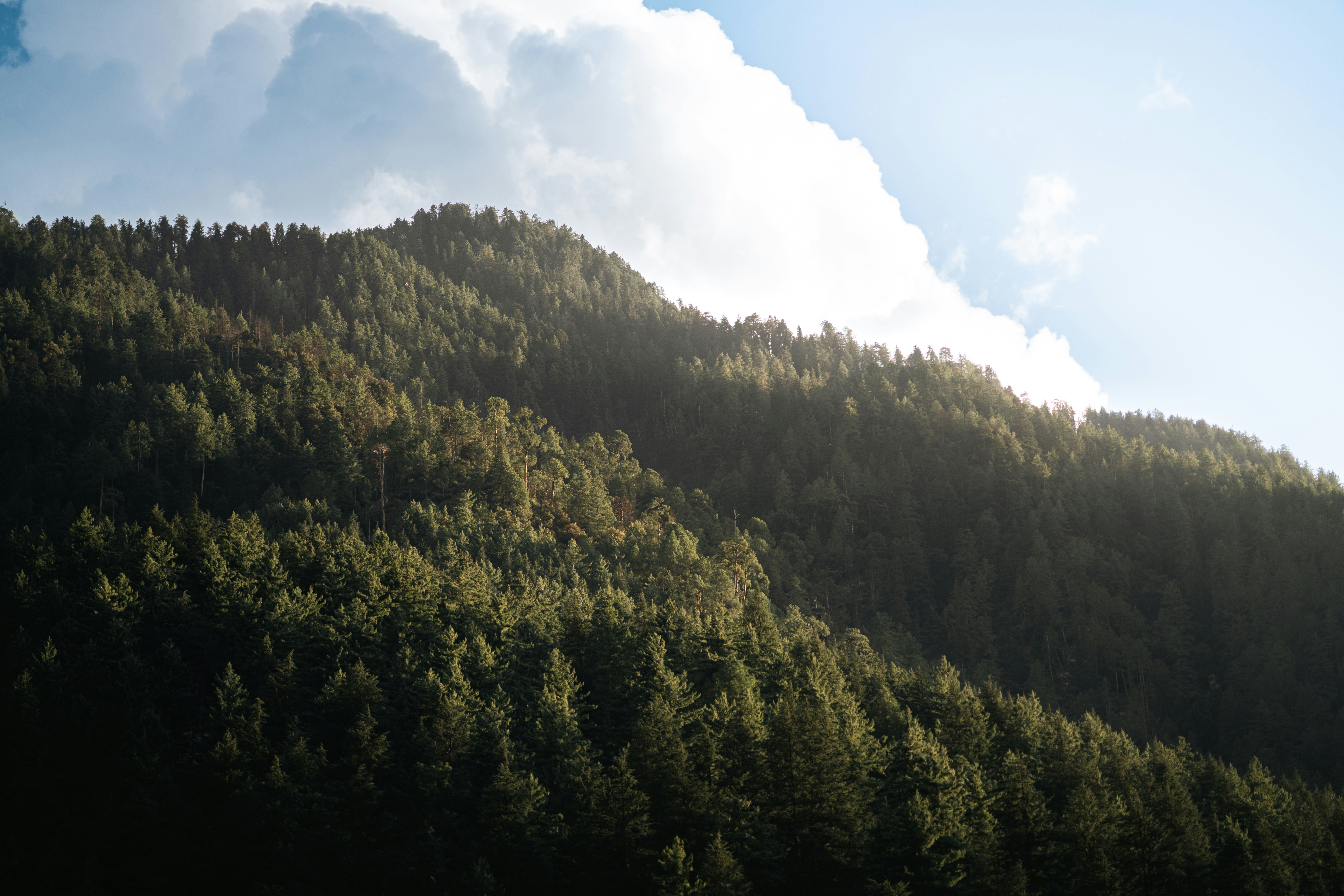 Sunlit Crest: Pines Embrace the Sky