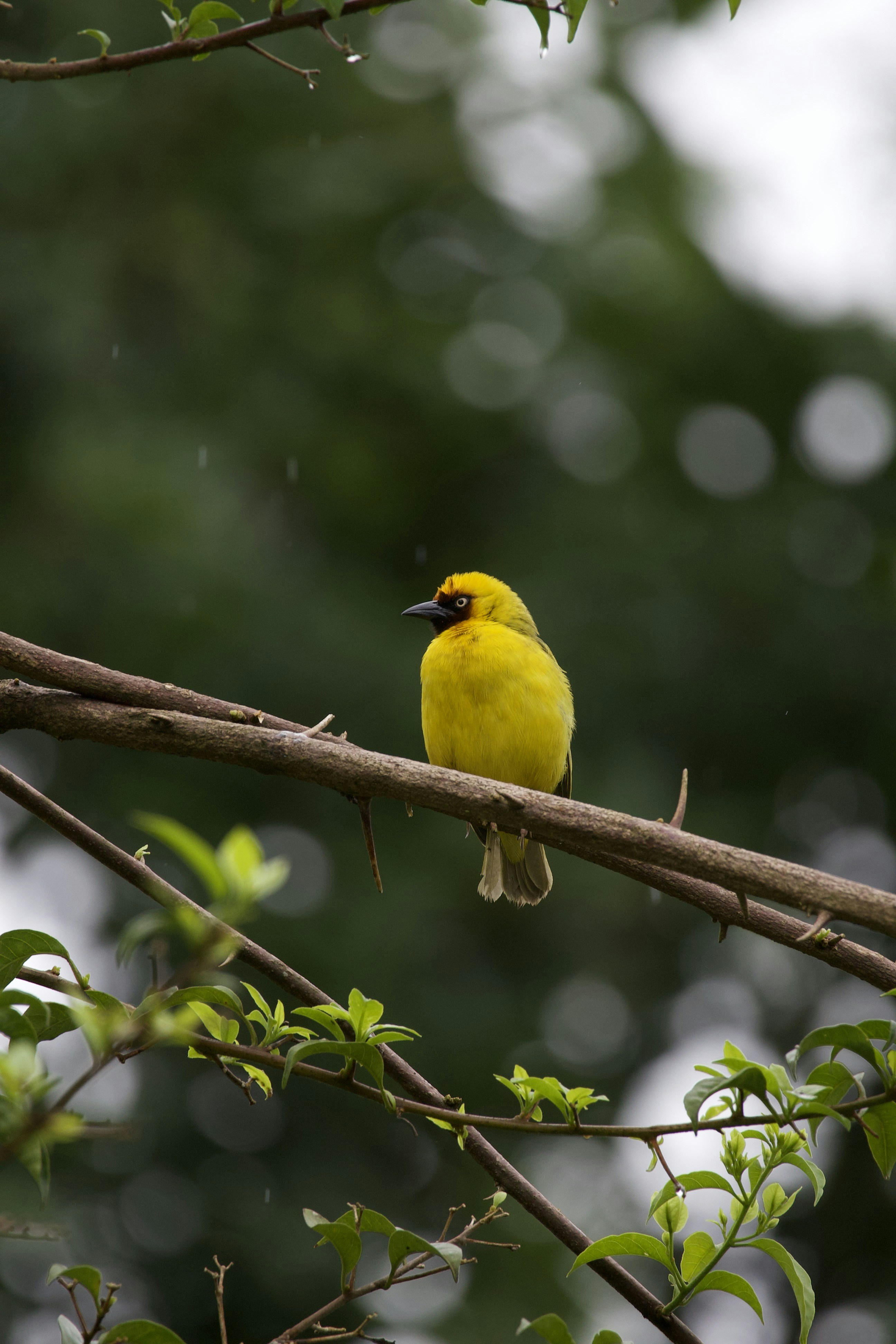Golden Warbler on a Rain-Kissed Branch
