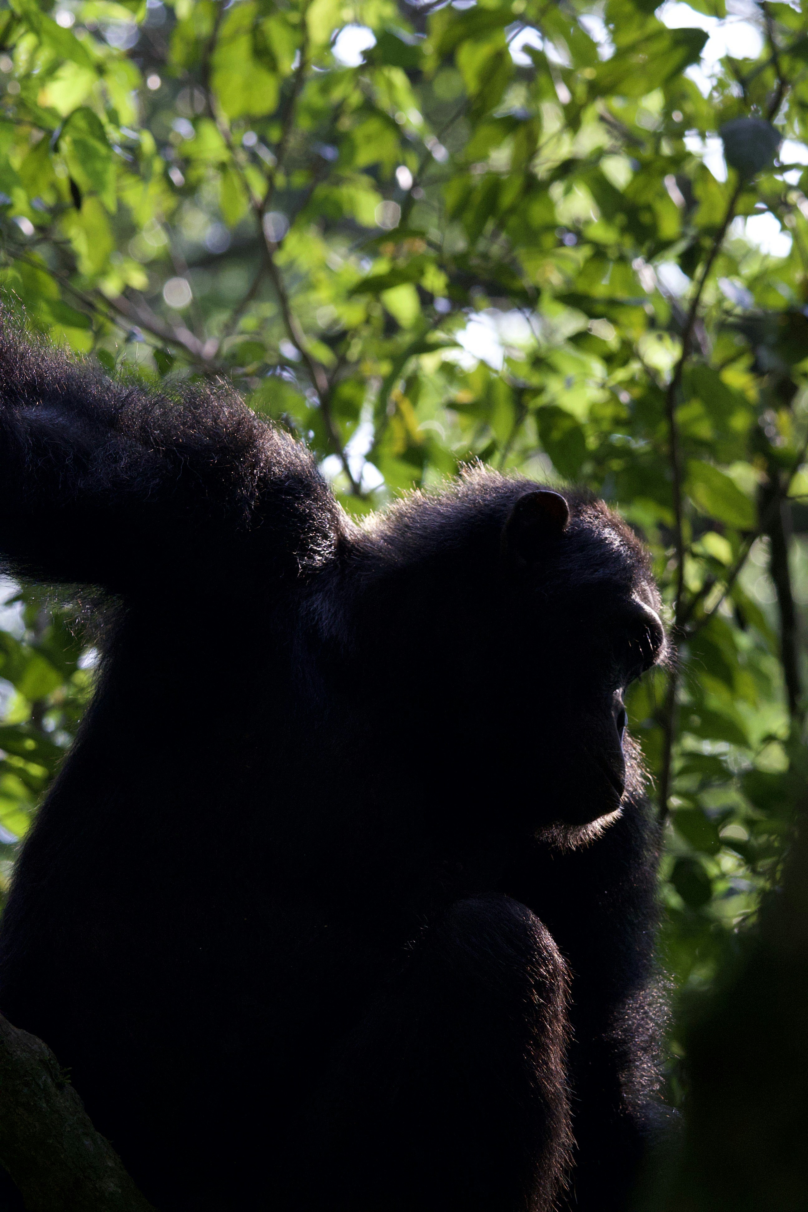 Shadowed Silhouette of a Primat in Dappled Jungle Light