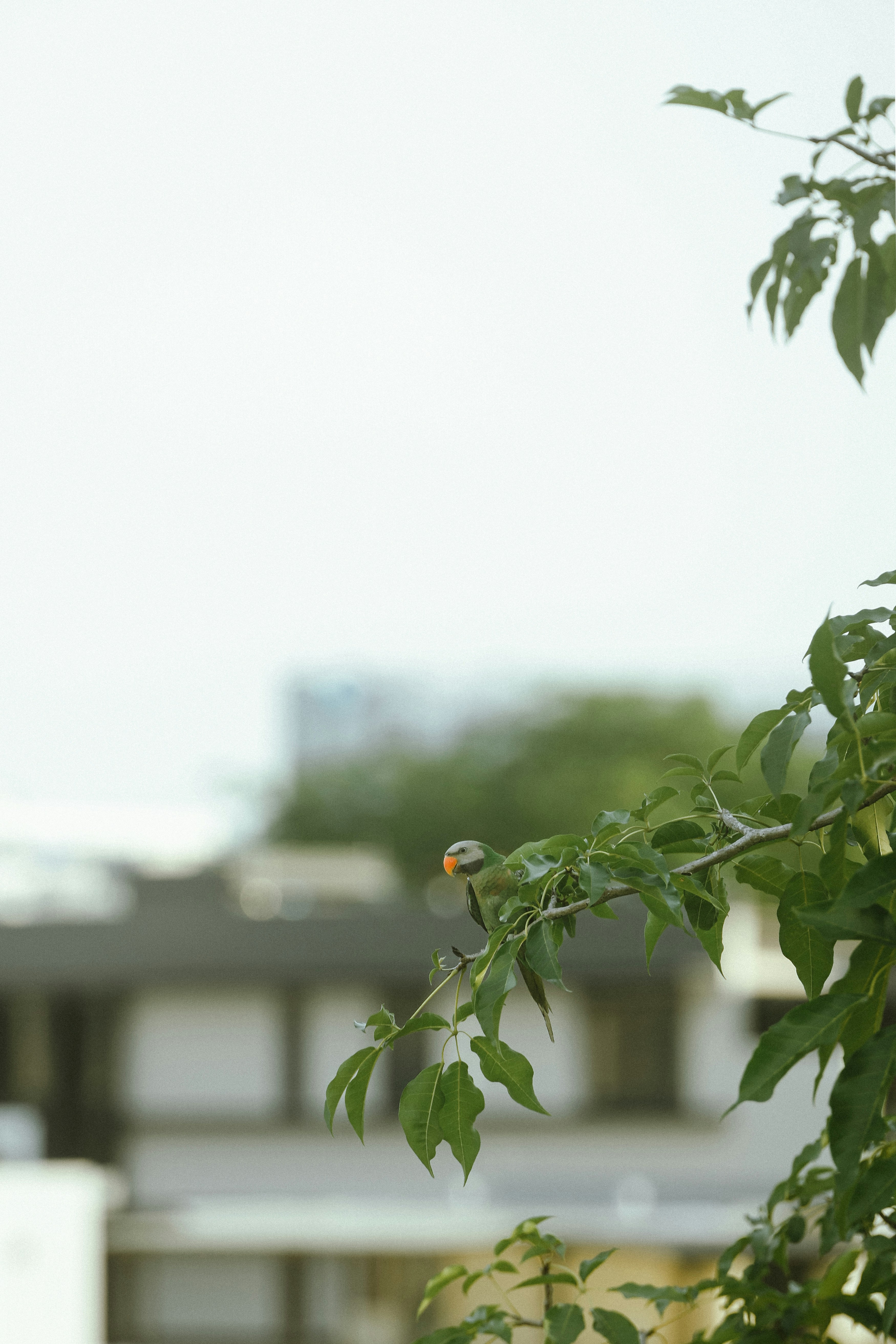 Branching toward the City: A Quiet Rooftop Scene with Foliage