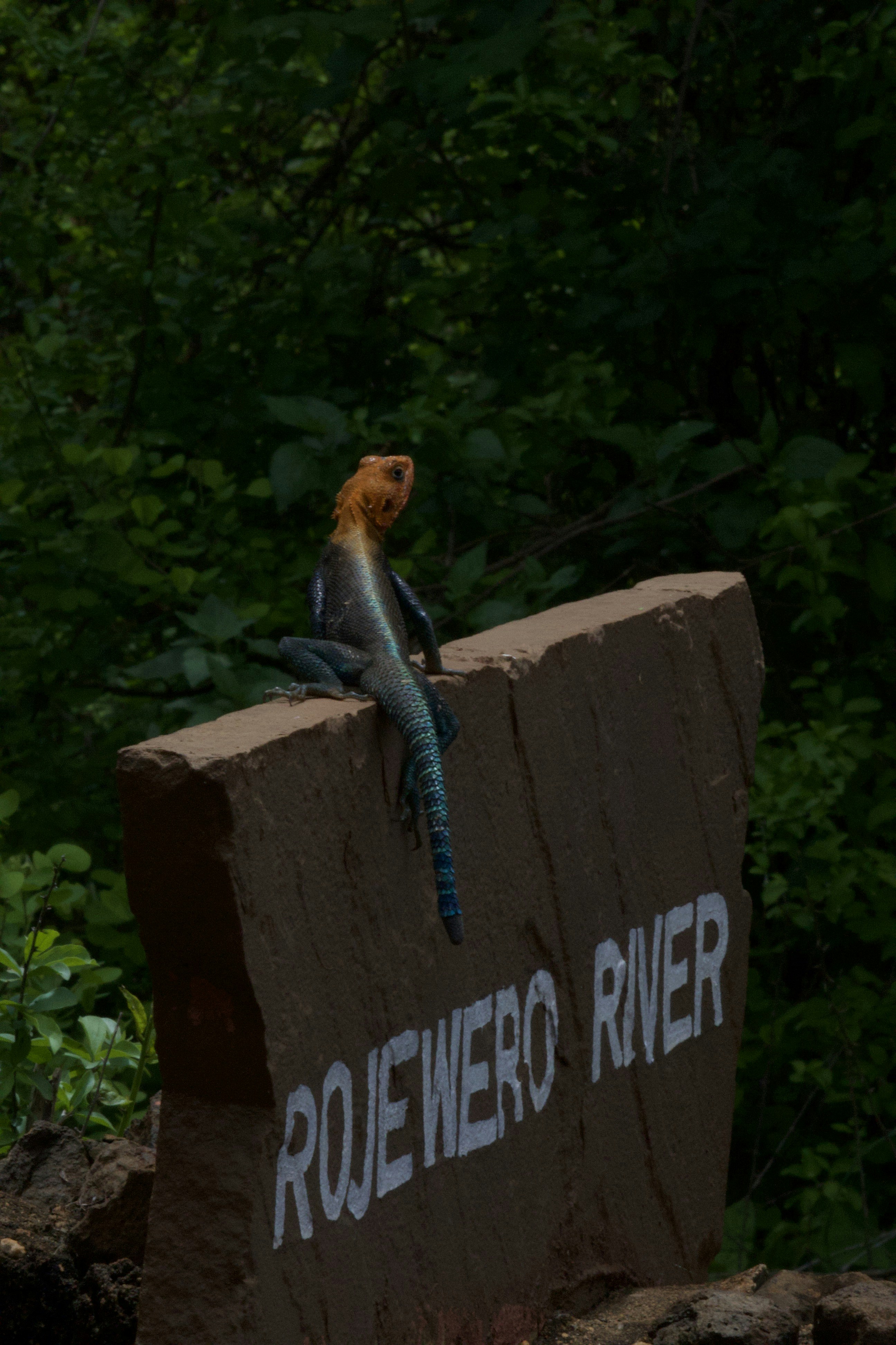 Sentry on the T-brick: an orange-headed lizard surveys the river sign