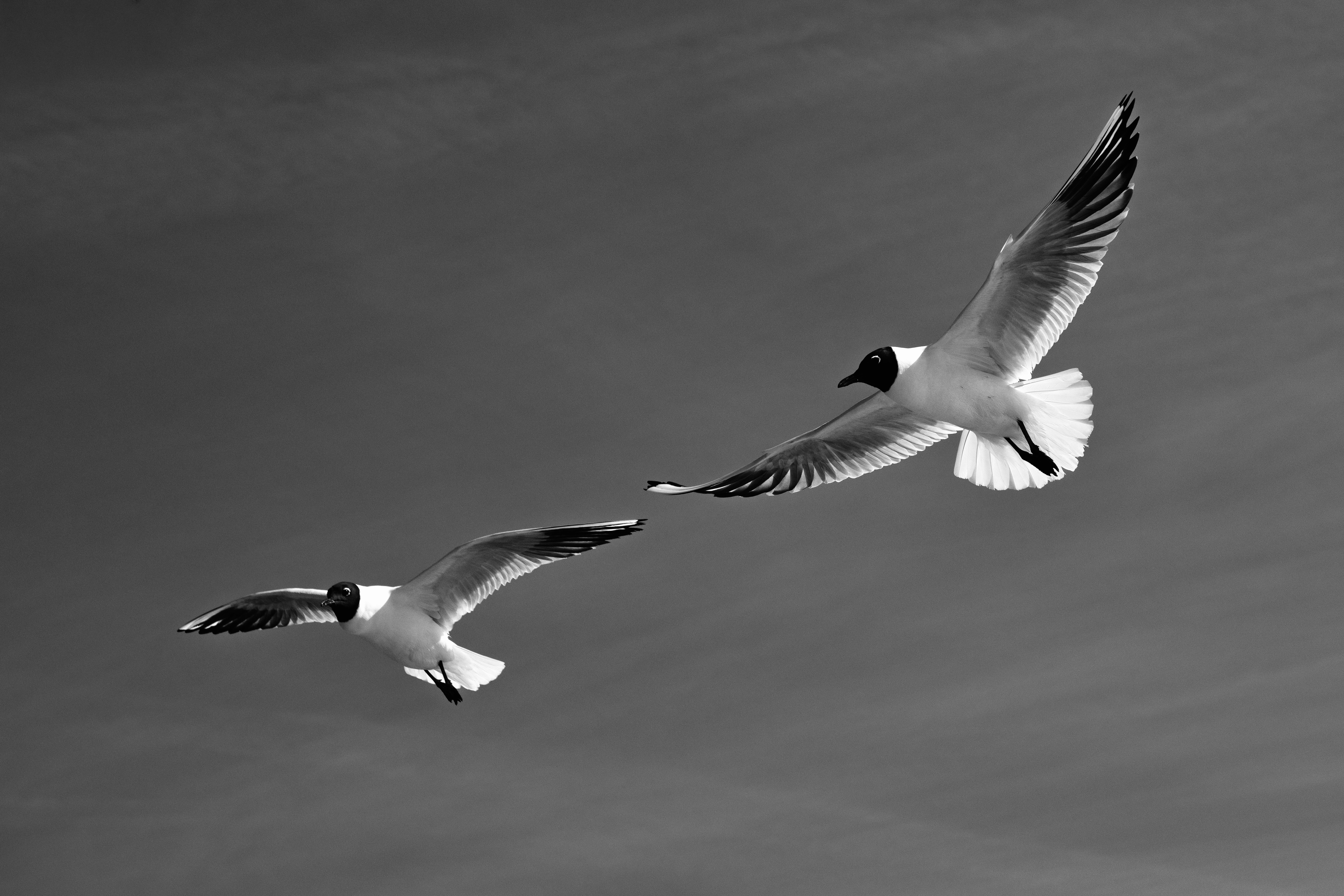 Two Seabirds in Flight Against a Quiet Sky
