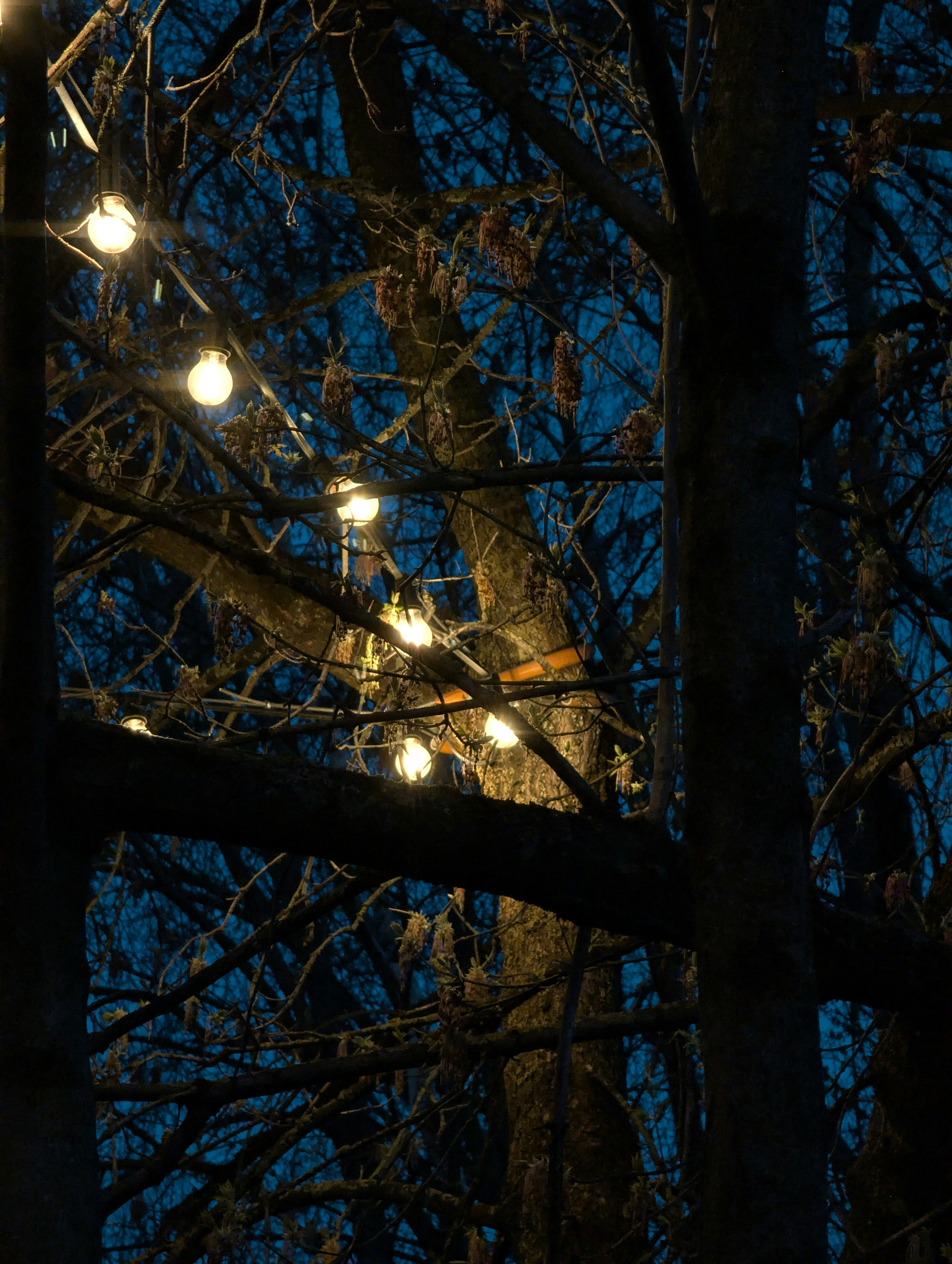Twilight Orchard Lights Among Night Portrait of Tree Trunk
