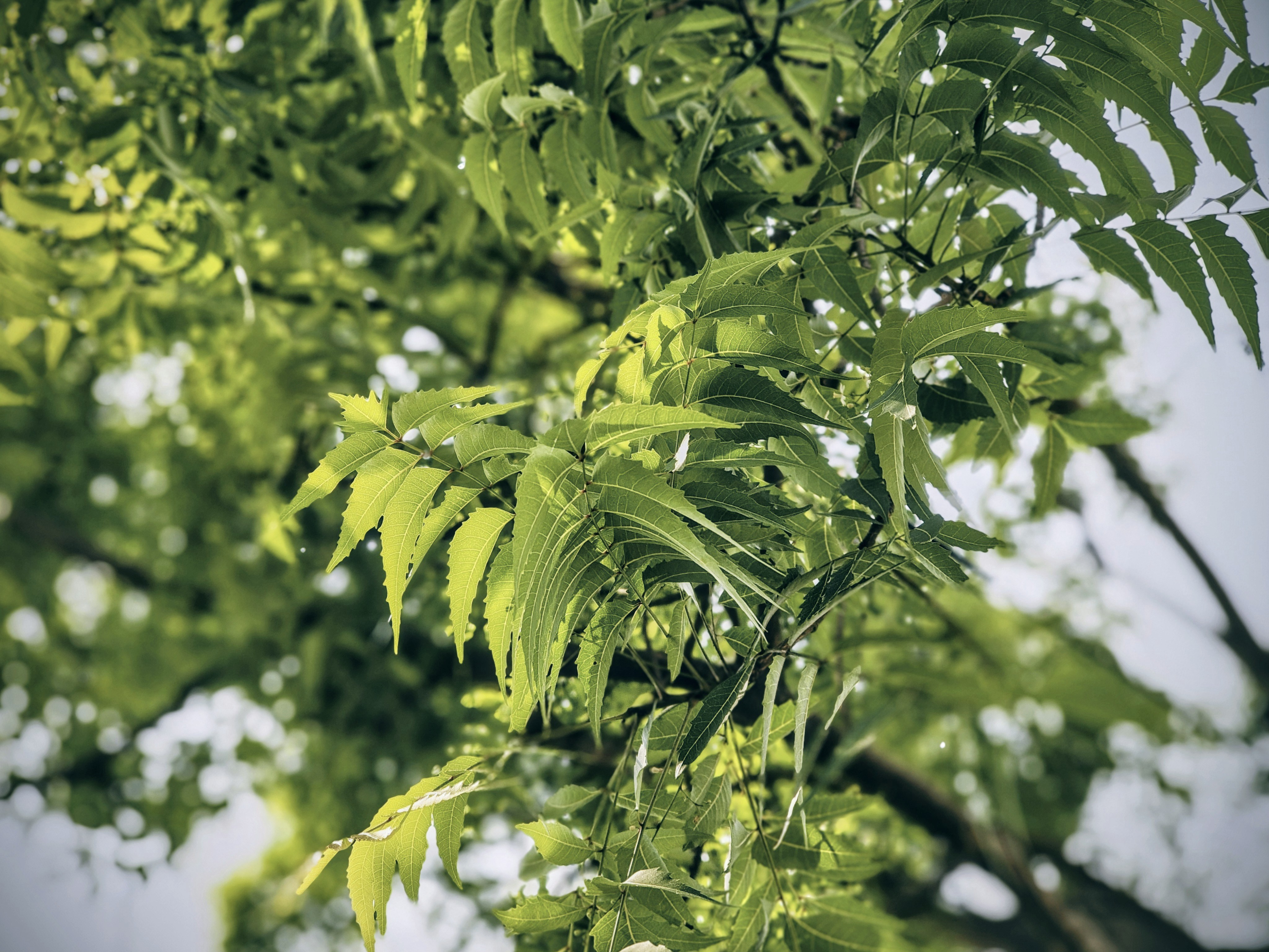Emerald Canopy: Sunlit Leaf Fronds in Quiet Green