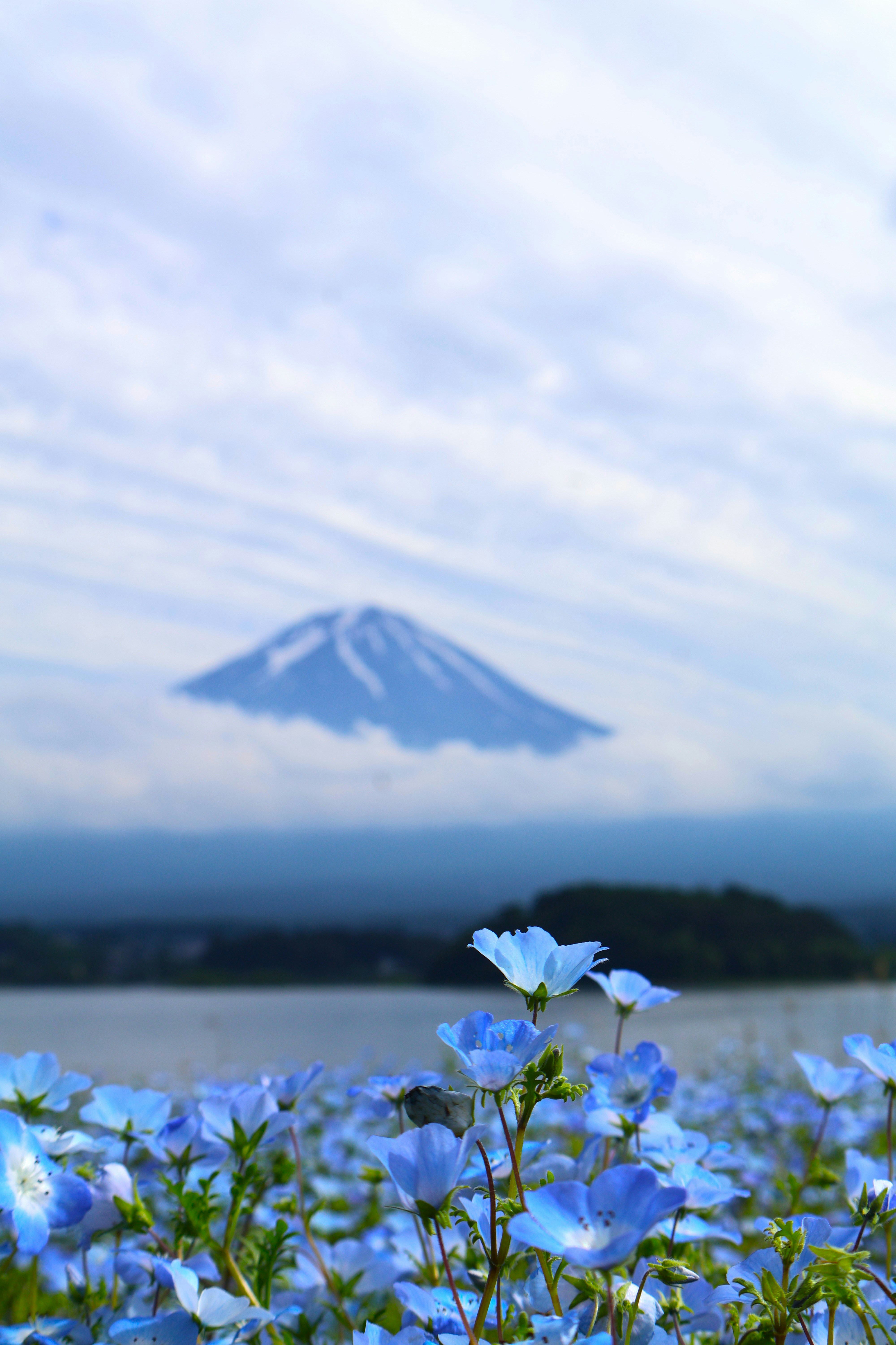 Blue Cosmos: Valley Floral Field with a Distant Snow-Capped Peak