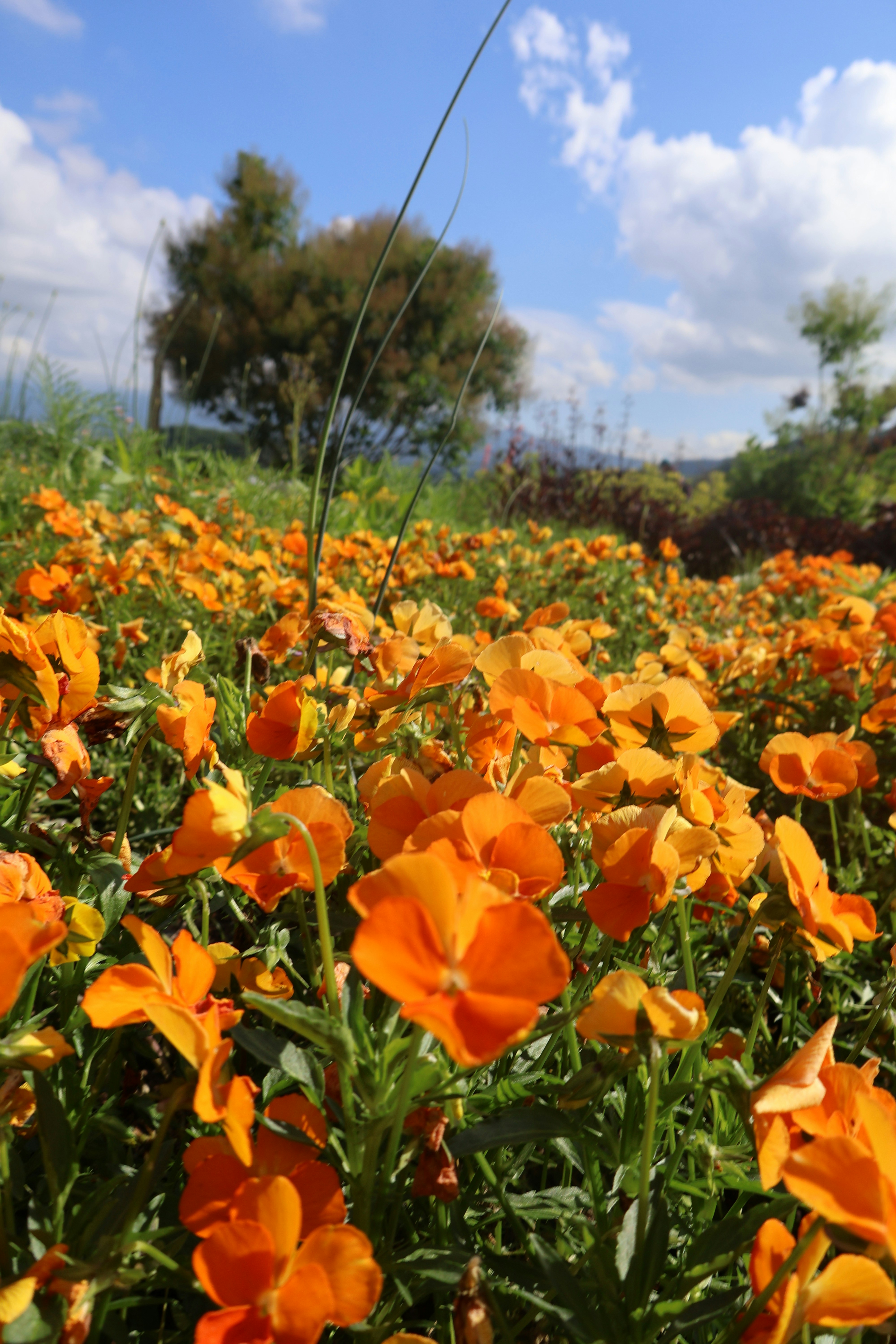 Orange Bloom Field Under a Bright Spring Sky