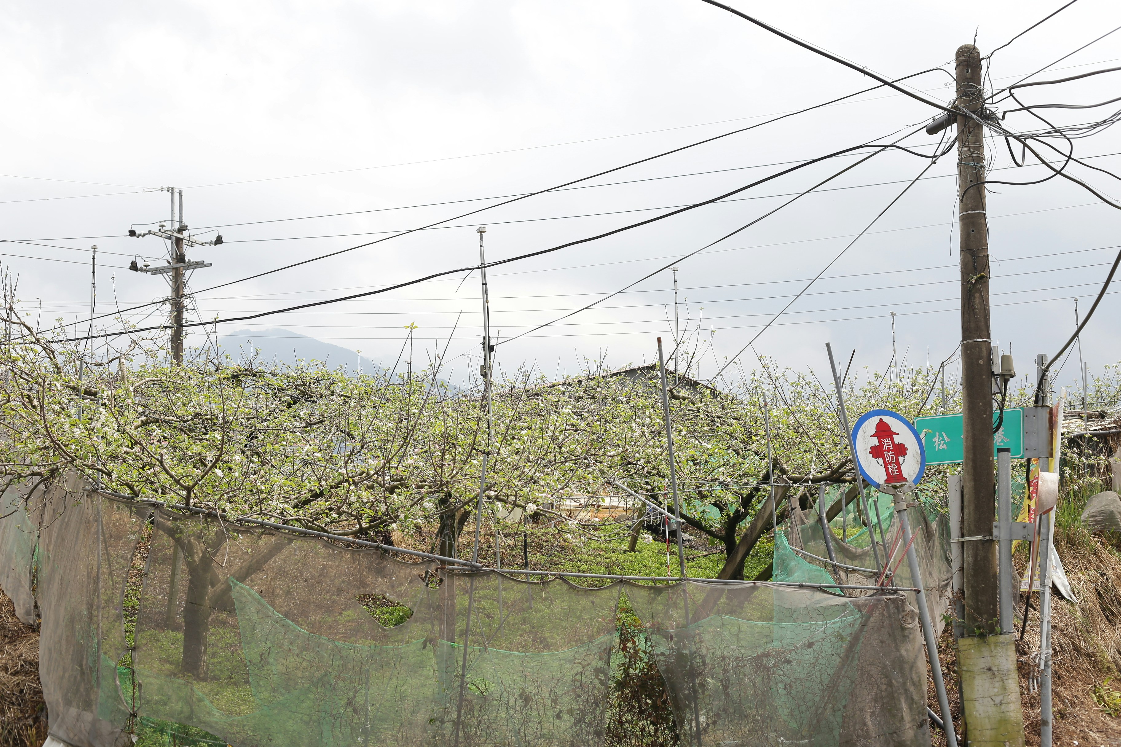 Wires and Vineyard: A Quiet Intersection of Rural Life