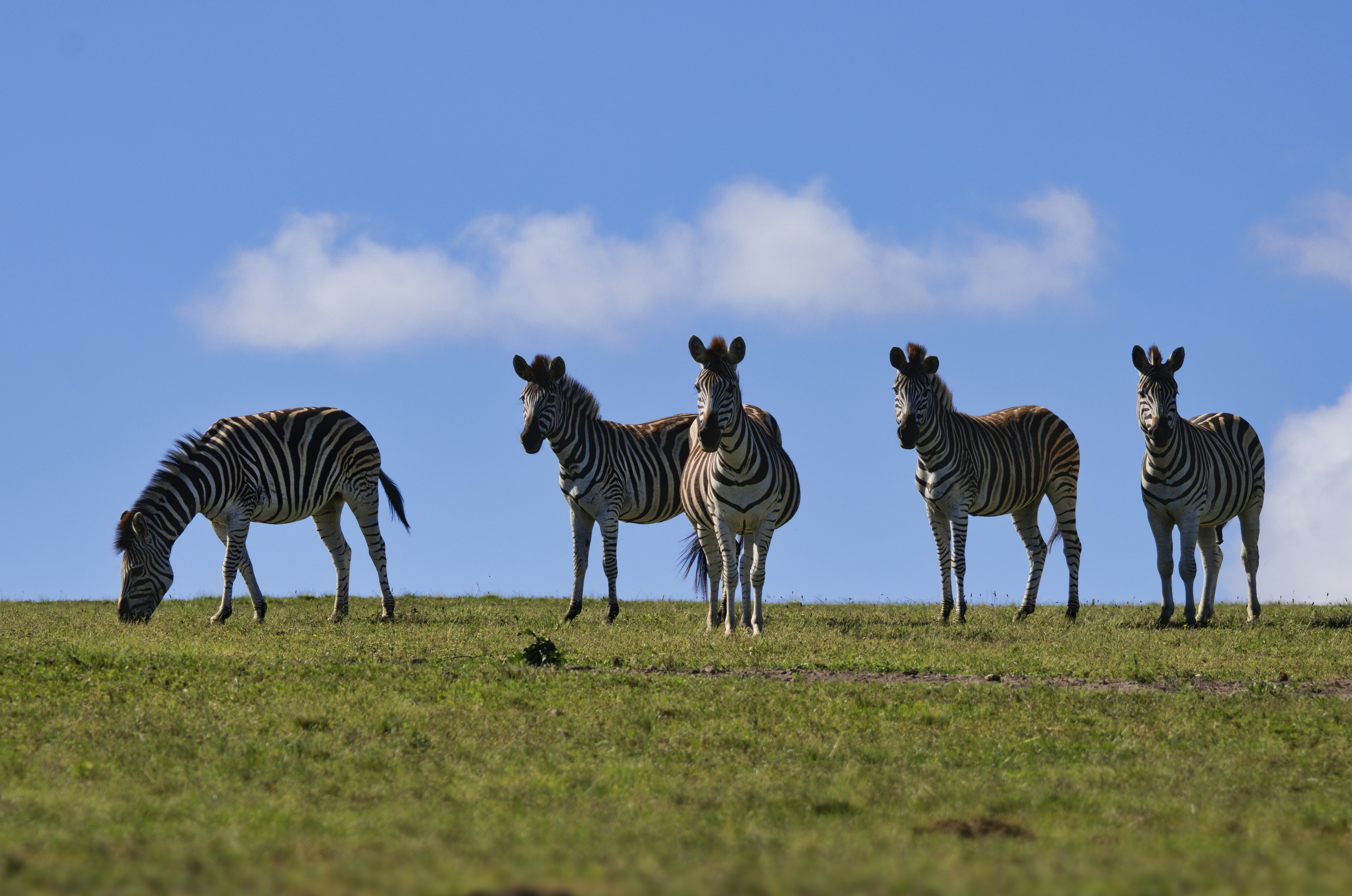 Zebras at the Crest: A Serengeti Silhouette