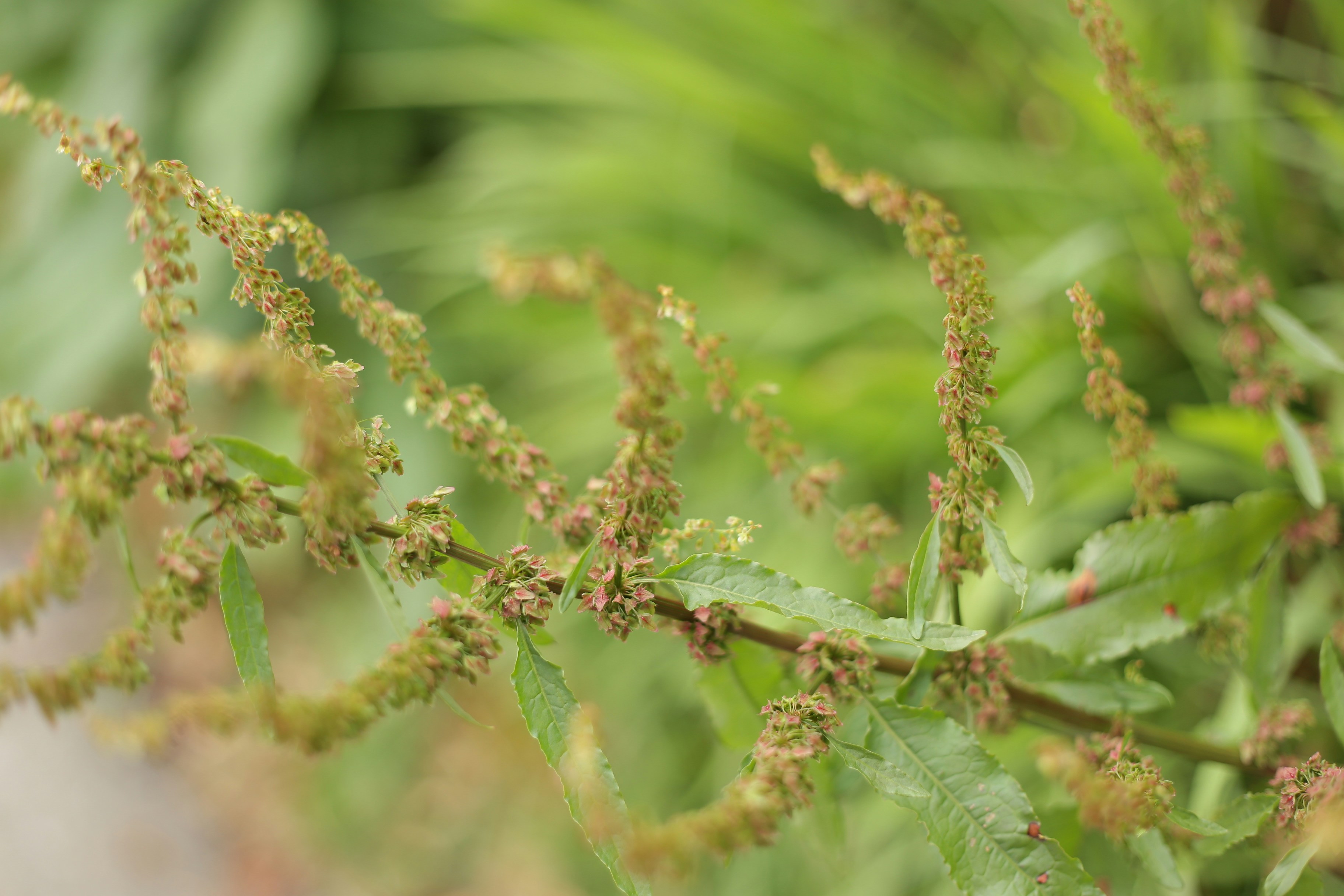 Soft Bokeh of Seeded Inflorescences in a Green Corridor