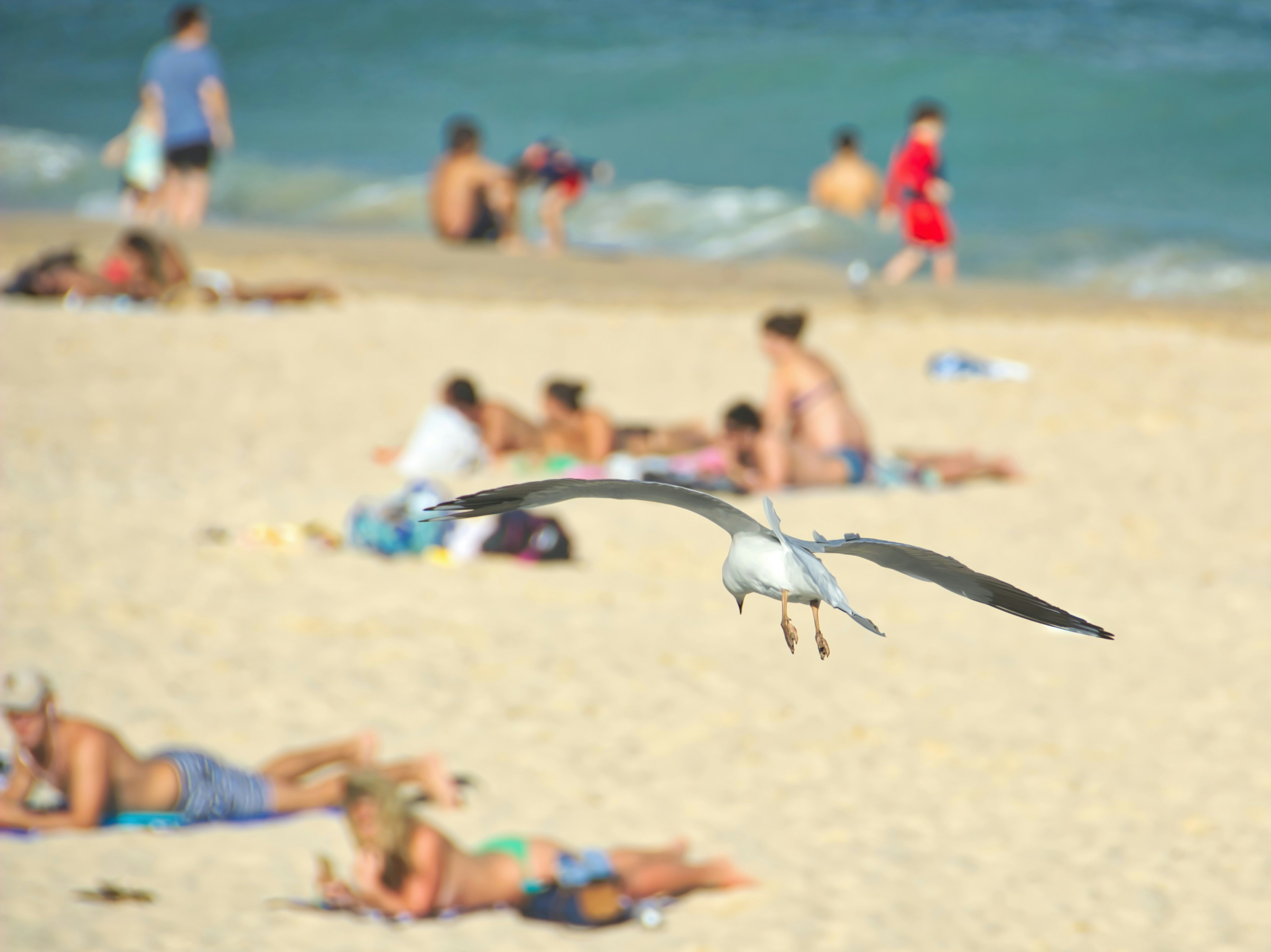 Winged Overlook: A Seagull Glides Low Over a Busy Beach
