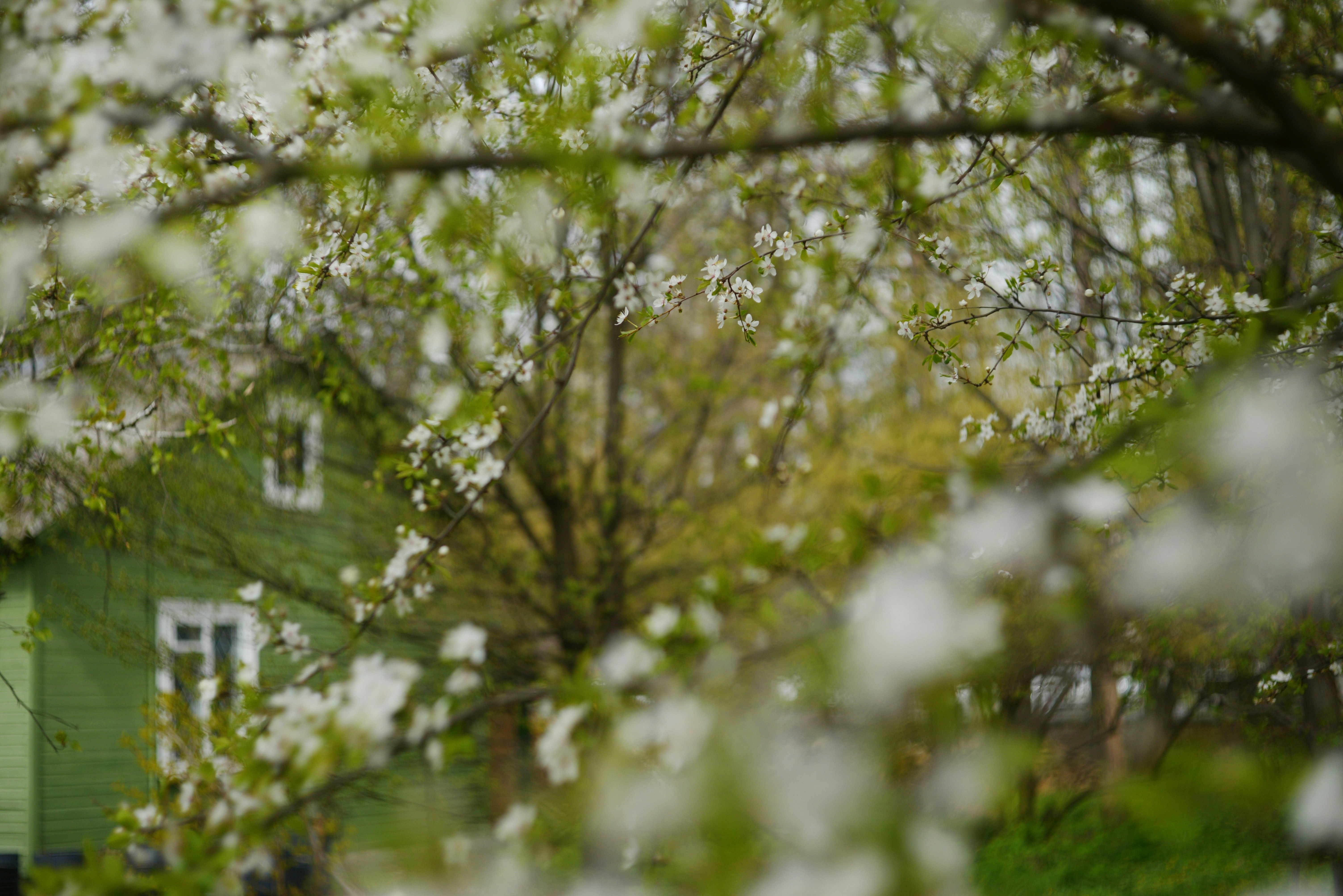 Spring Blush Through Blossoms: A Quiet Greenhouse Scene