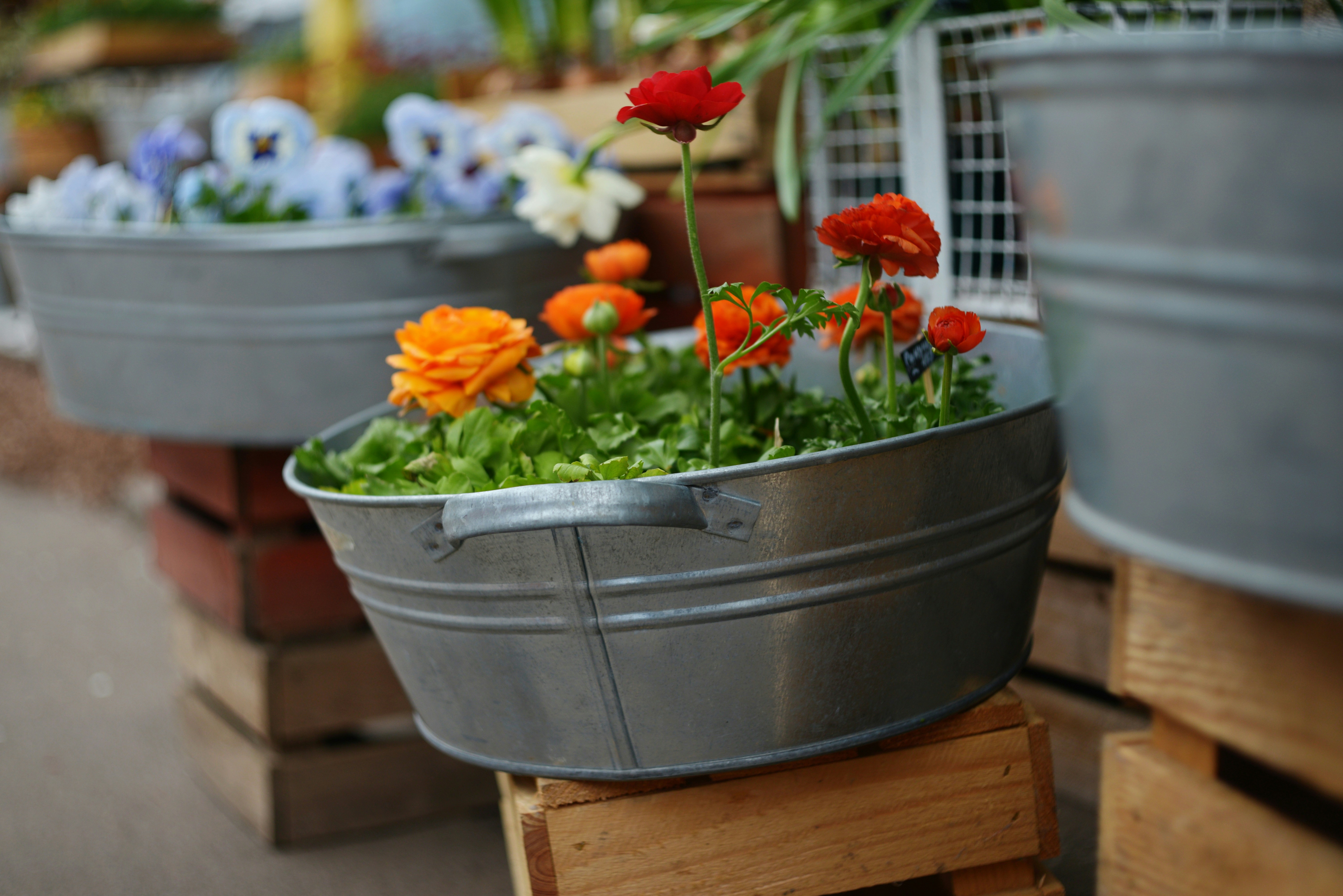 Centered Bloom: A Metal Basin of Flowers on a Wooden Pedestal