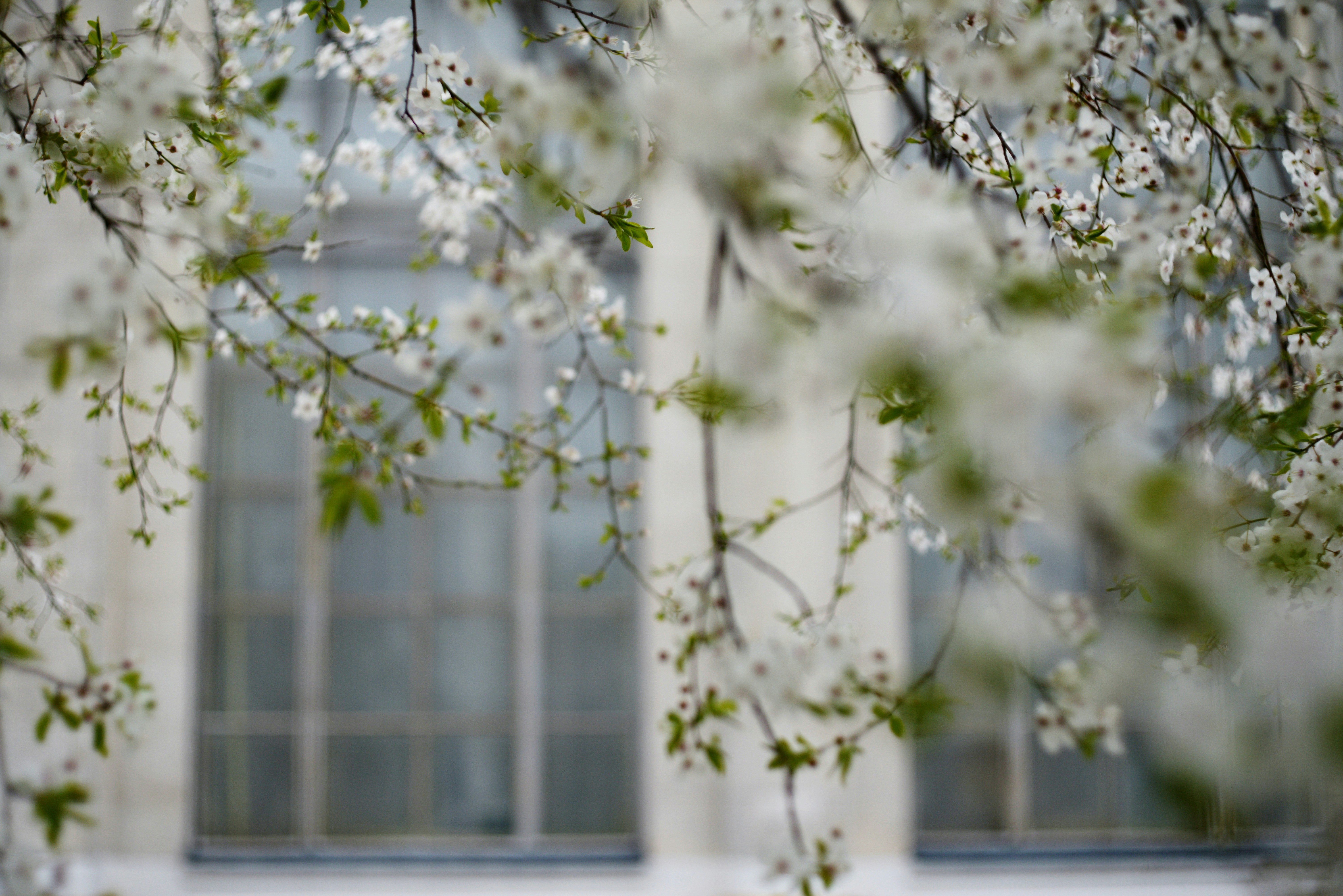 Blossoms in the Frame: Soft Focus Over a Quiet Window