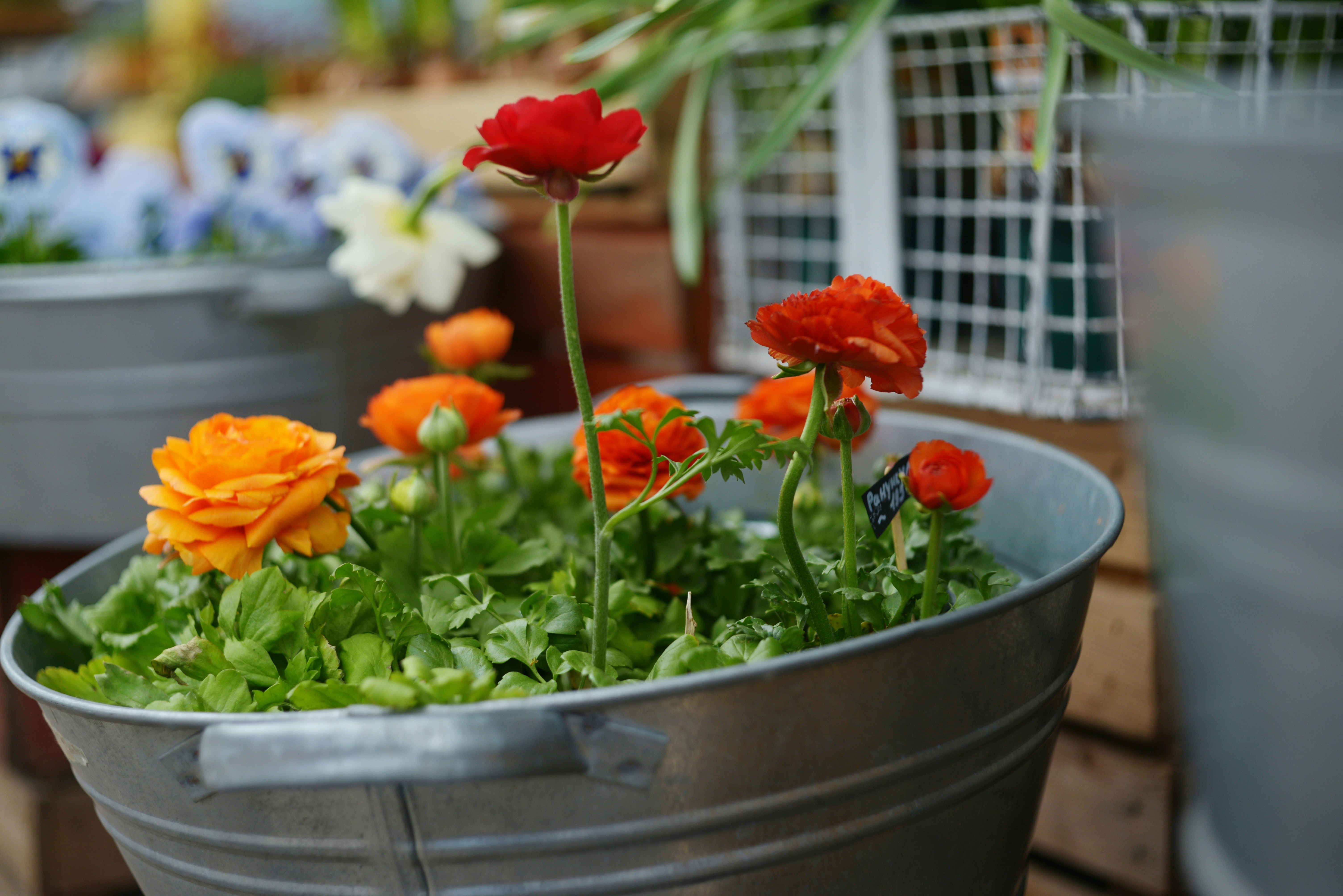 Orange blooms rise from a galvanized tub garden