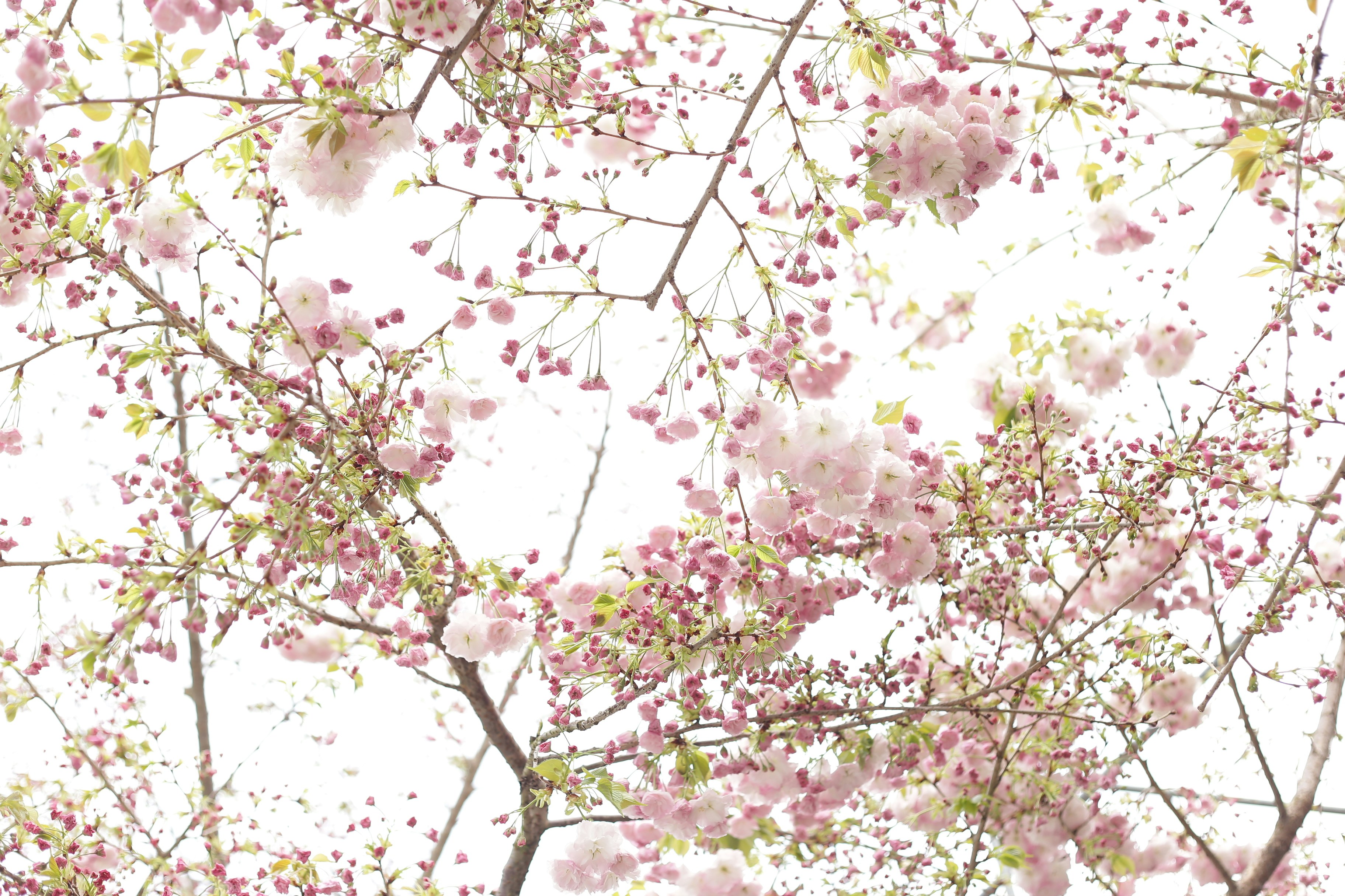 Blossom Canopy: Tender Pink Blooms Against Bright Sky