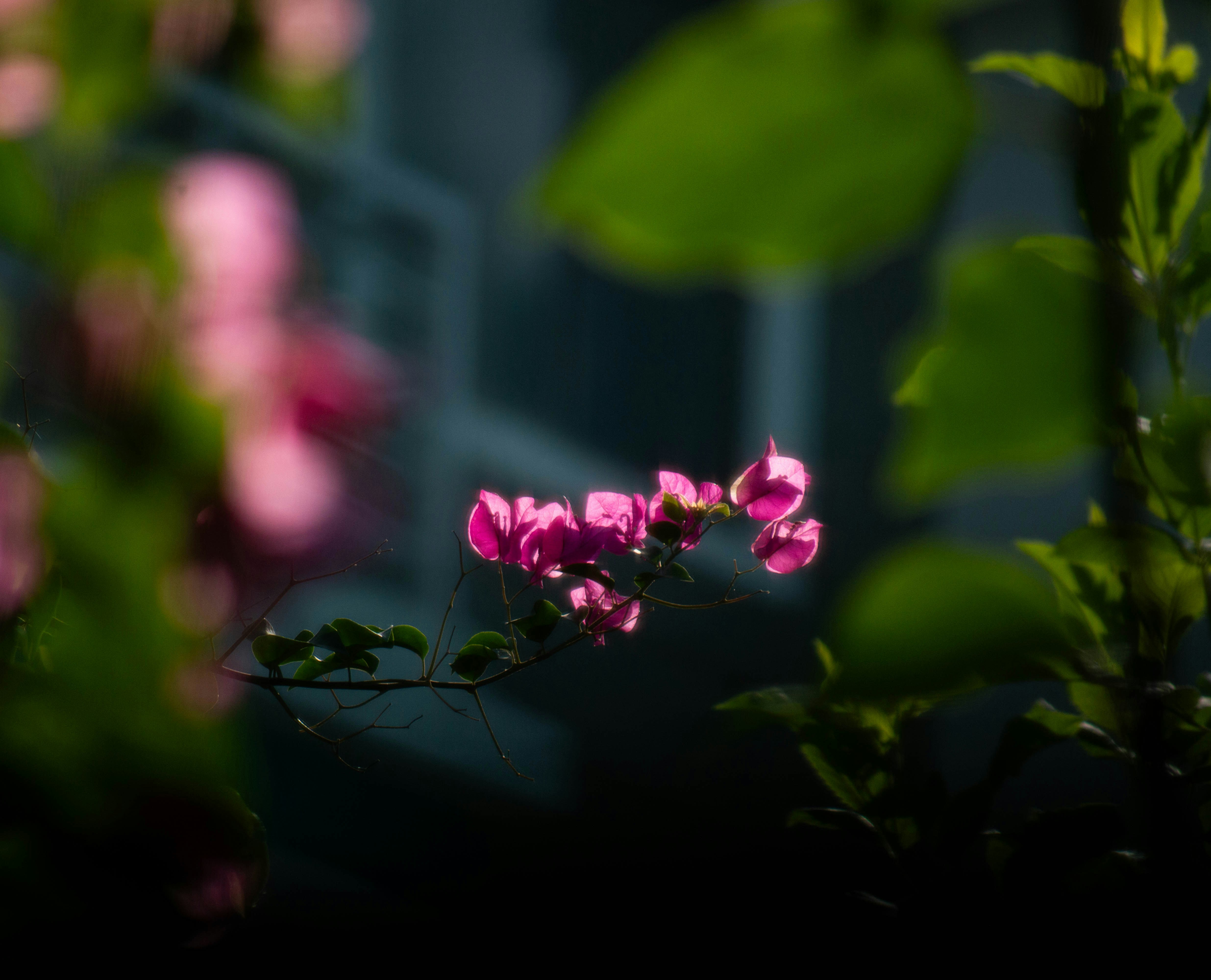 Pink Bloom in a Veiled Garden