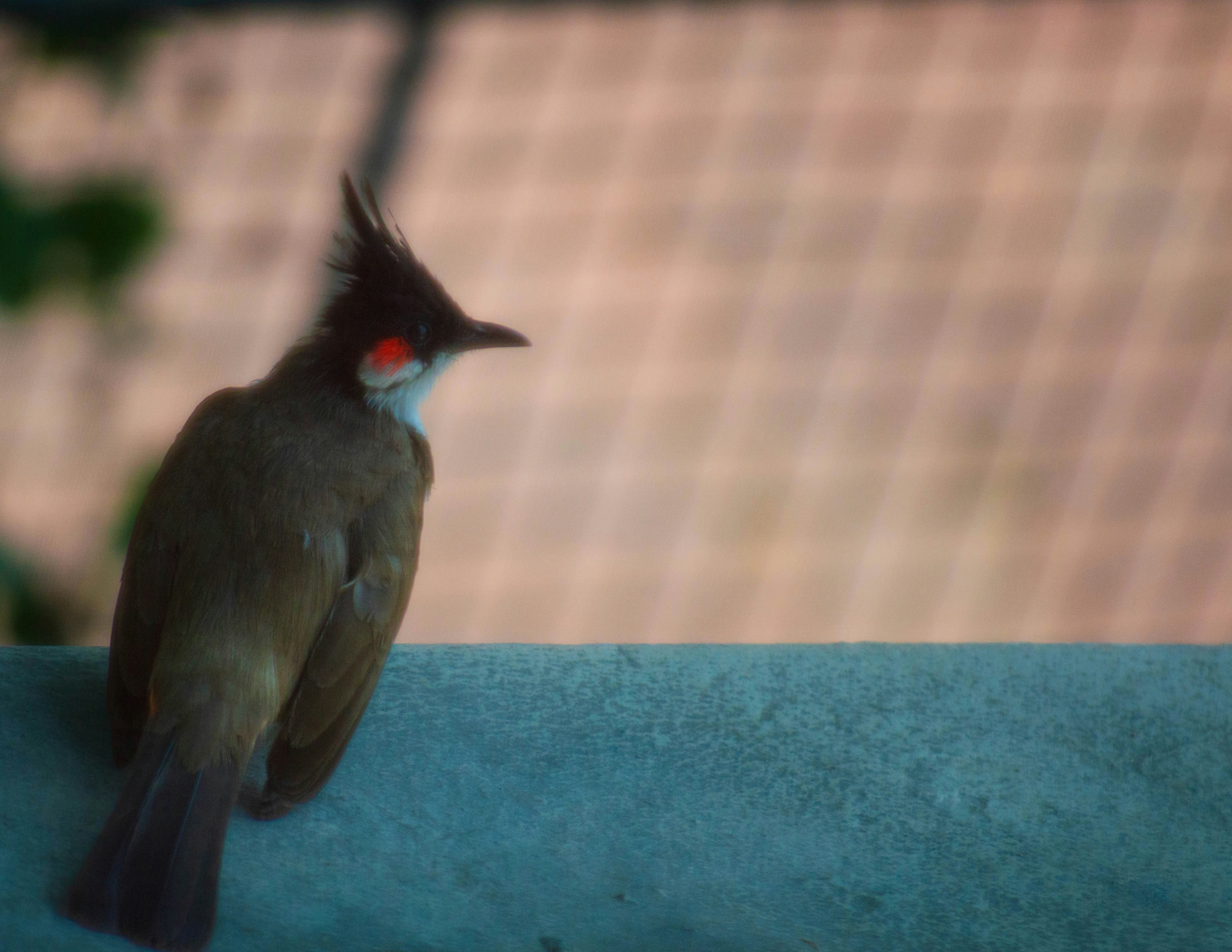 Red-eyed Cardinal on a Weathered Sill