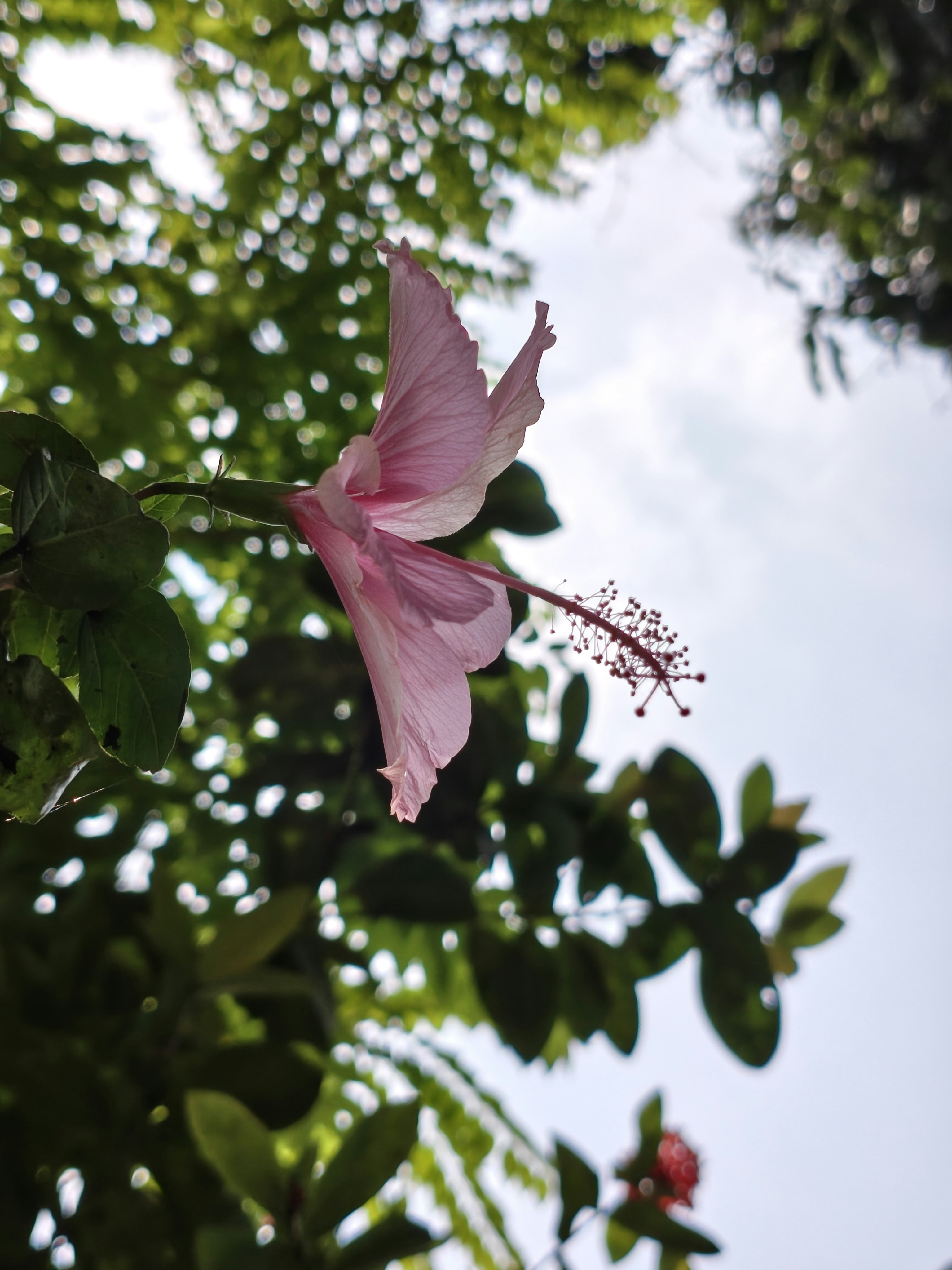 Pink hibiscus against a sunlit canopy