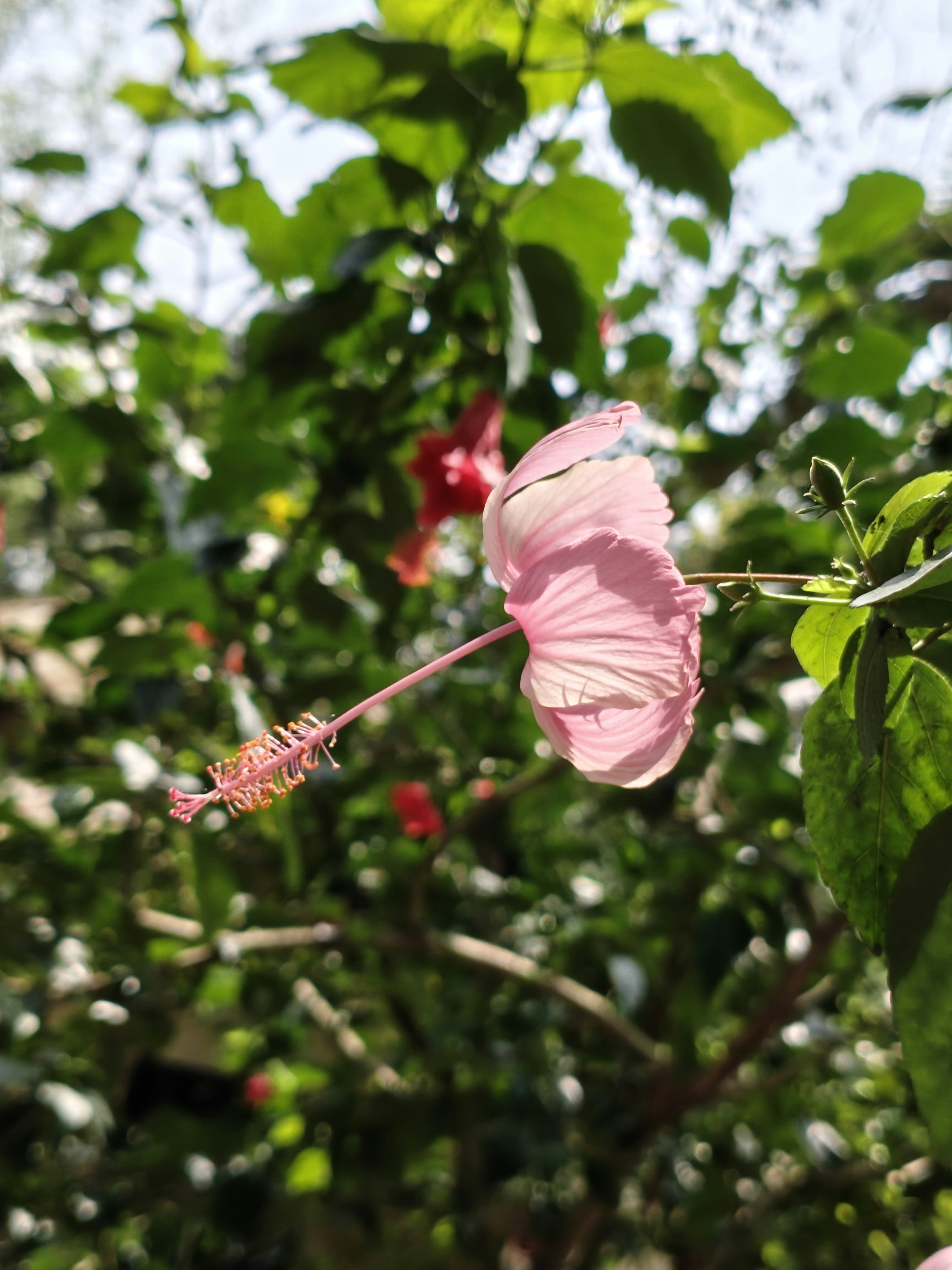 Pink Hibiscus Stamen Reaching Toward the Sun