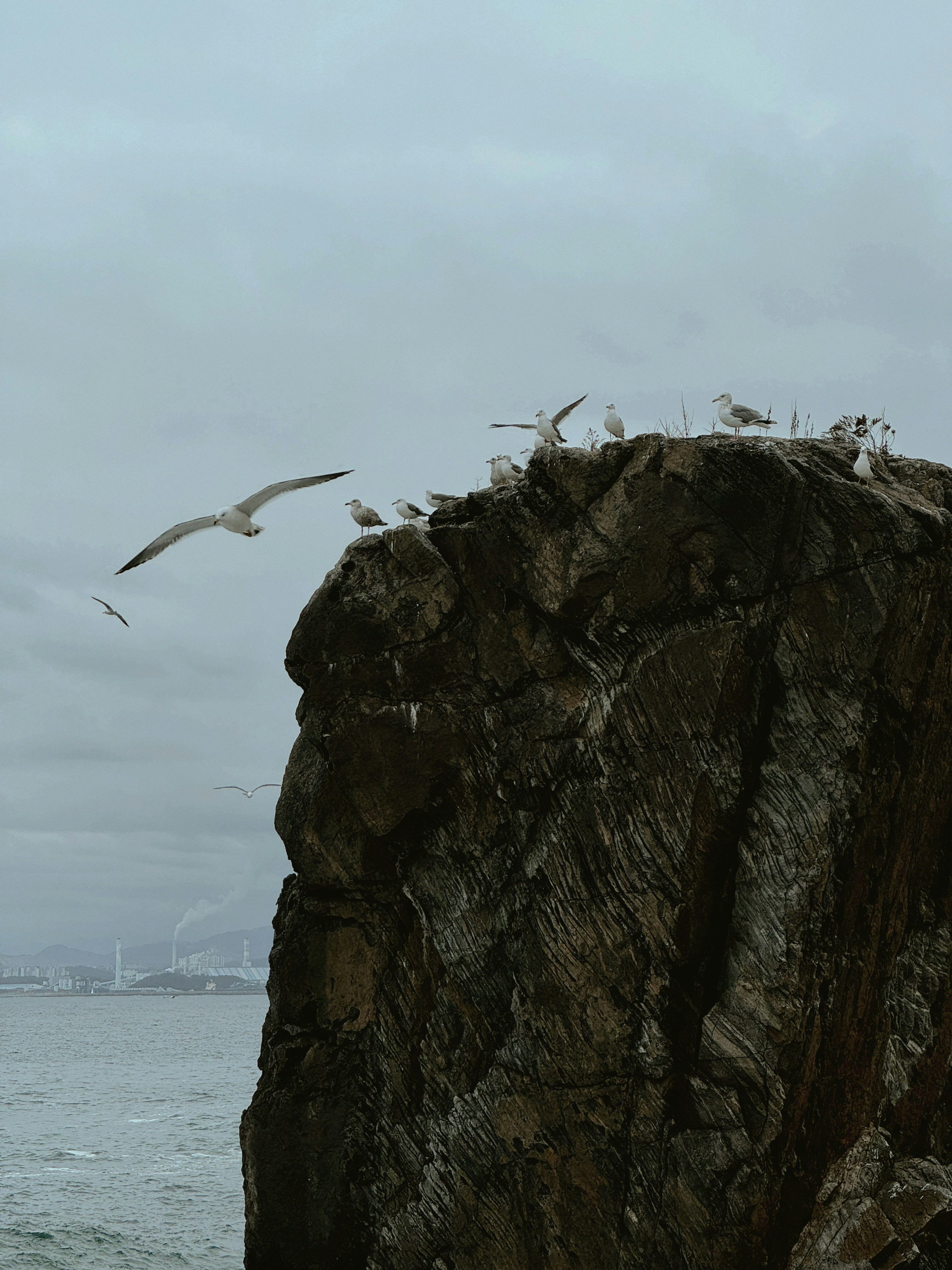 Seabirds Stand Guard on Rugged Cliff