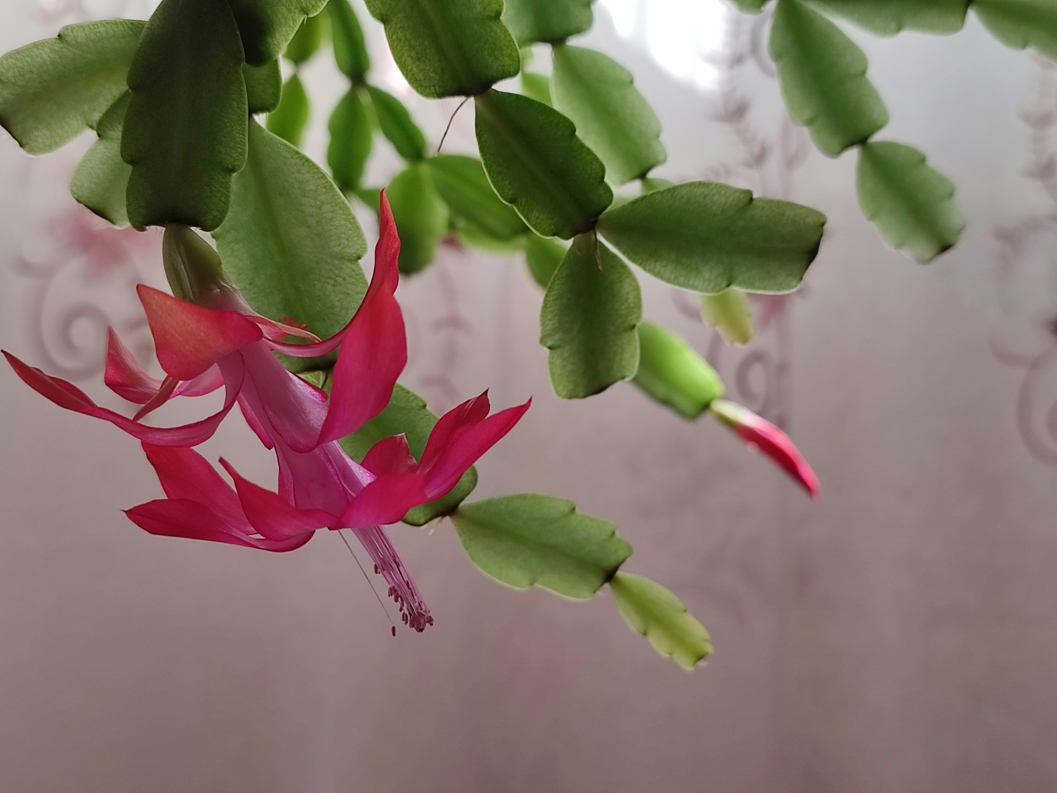 Crimson Blooms: A Hummingbird's Dainty Meander