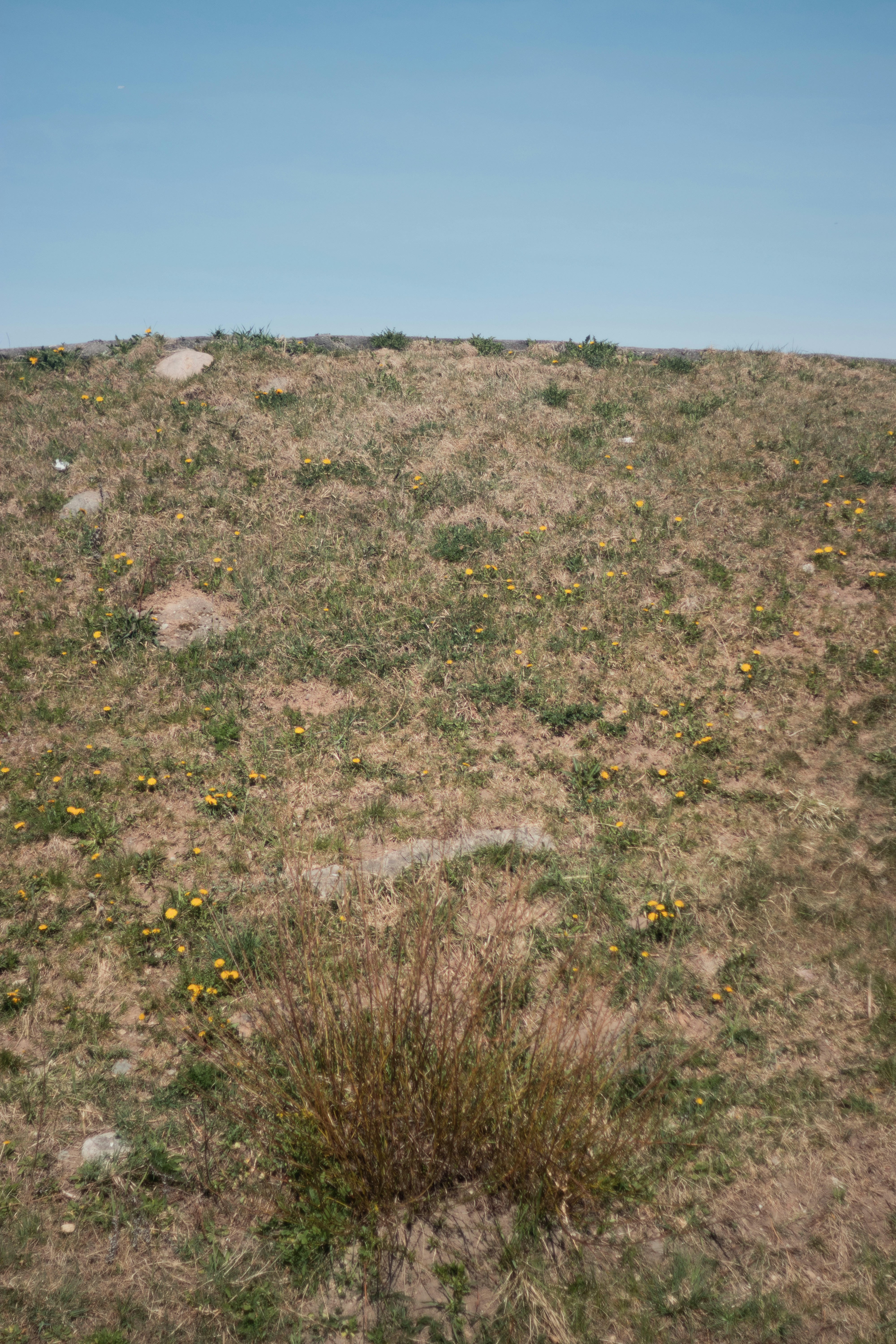Hushed hillside of wildflowers under a quiet blue sky