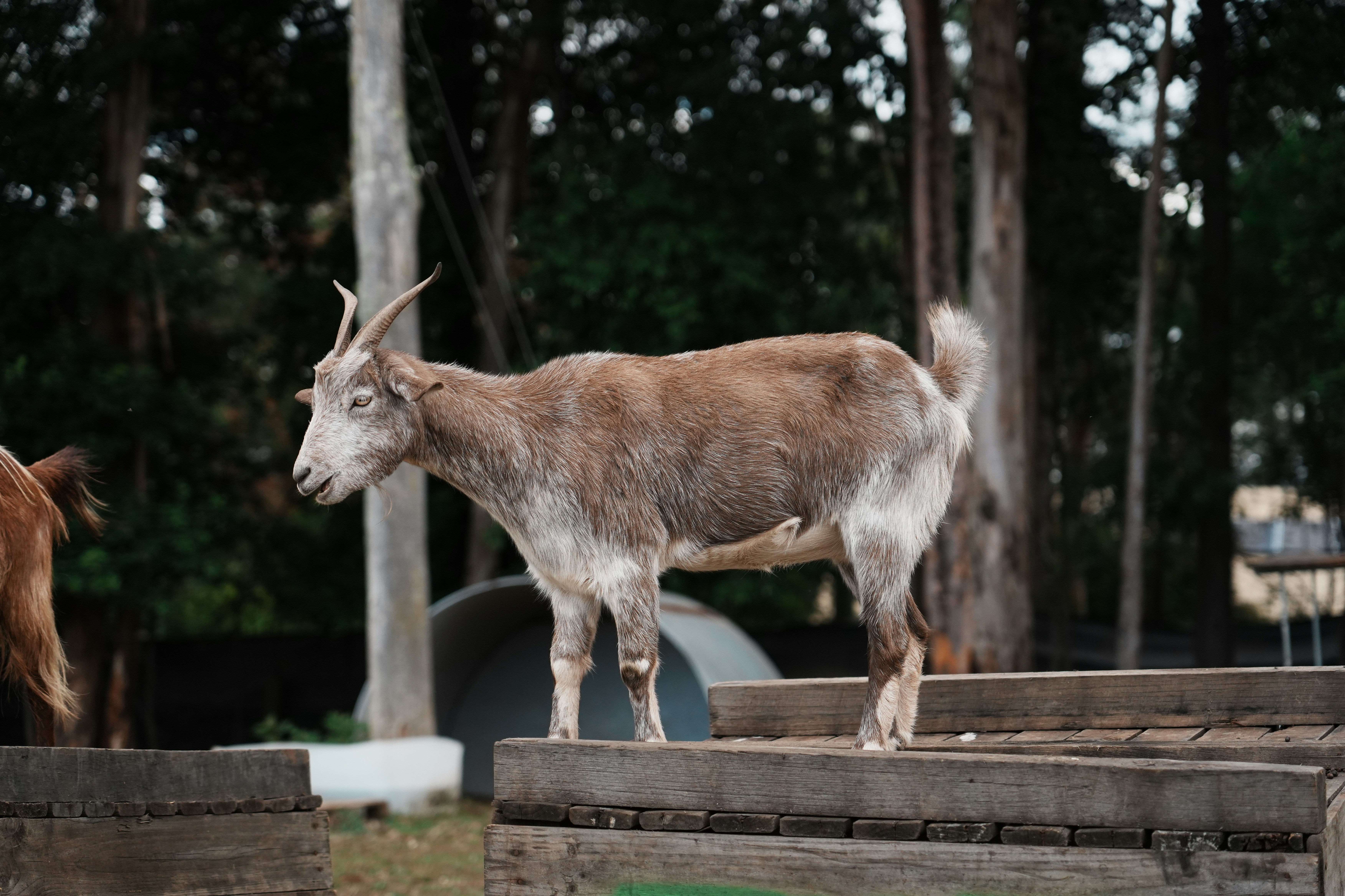 Sunlit Bilby: A Goat Standing Guard on Weathered Timber