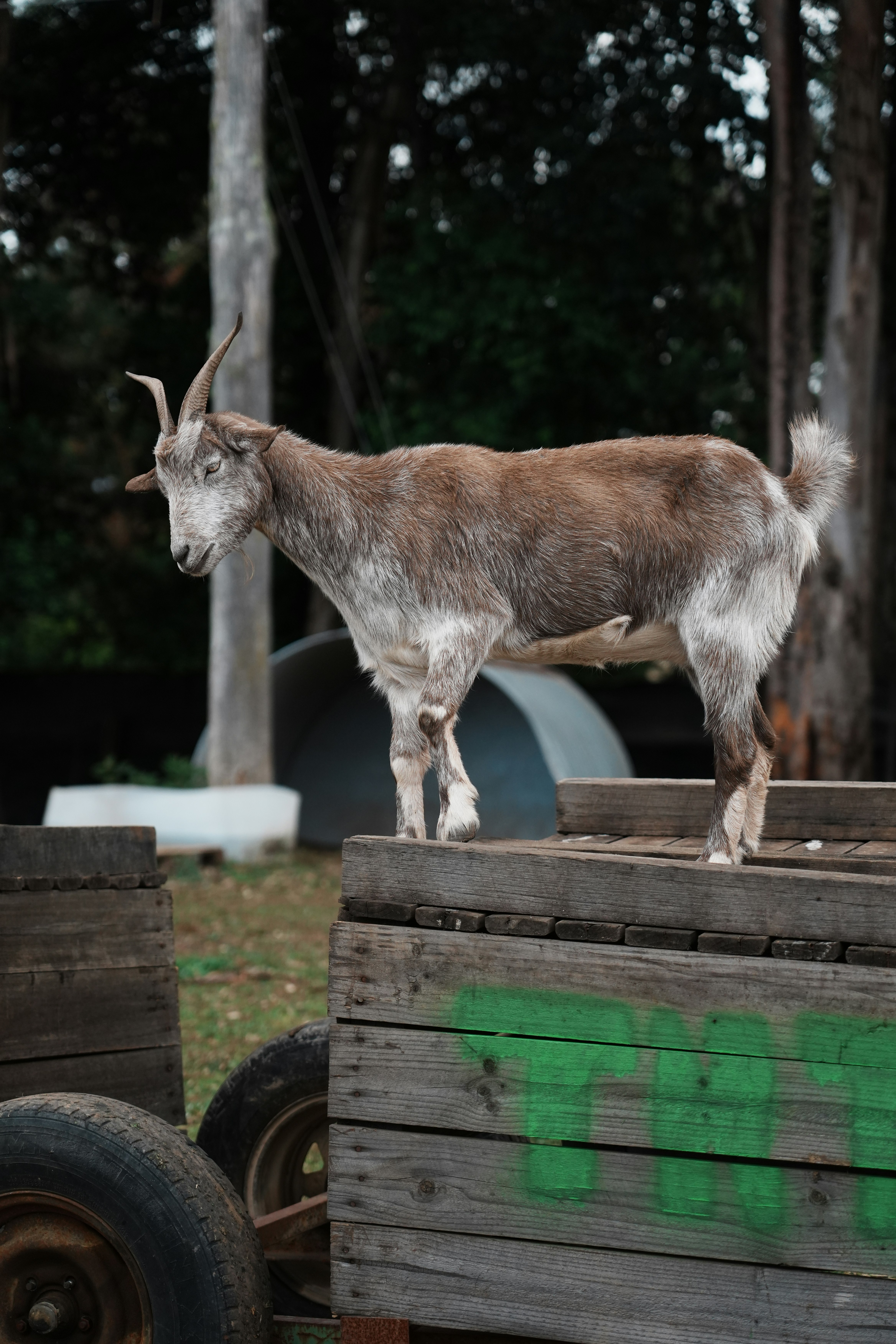 Barnyard Acrobat: A Mountain Goat Perched on Reused Timber