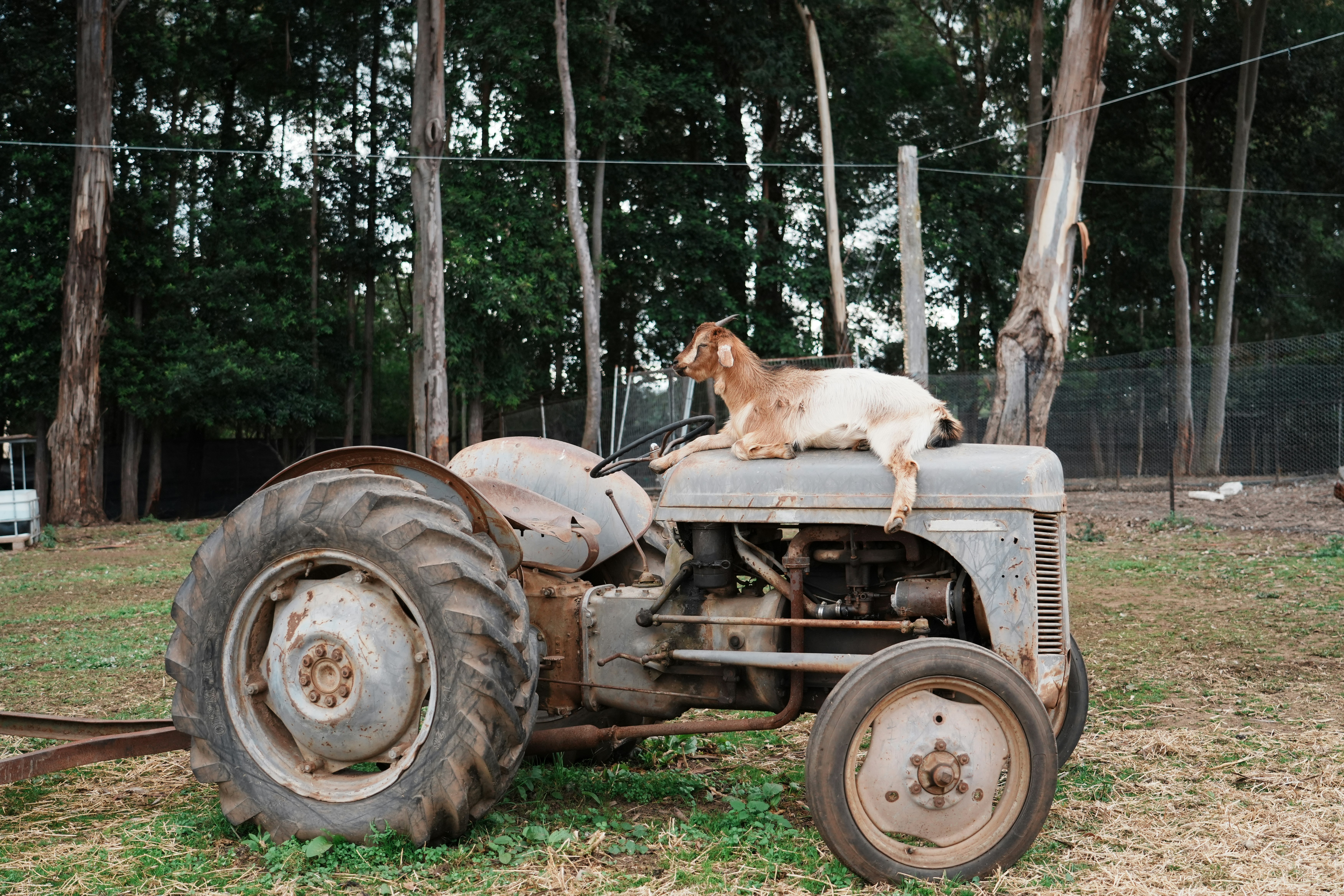 Cathedral of Rust: A Dog Reigns Across an Old Tractor