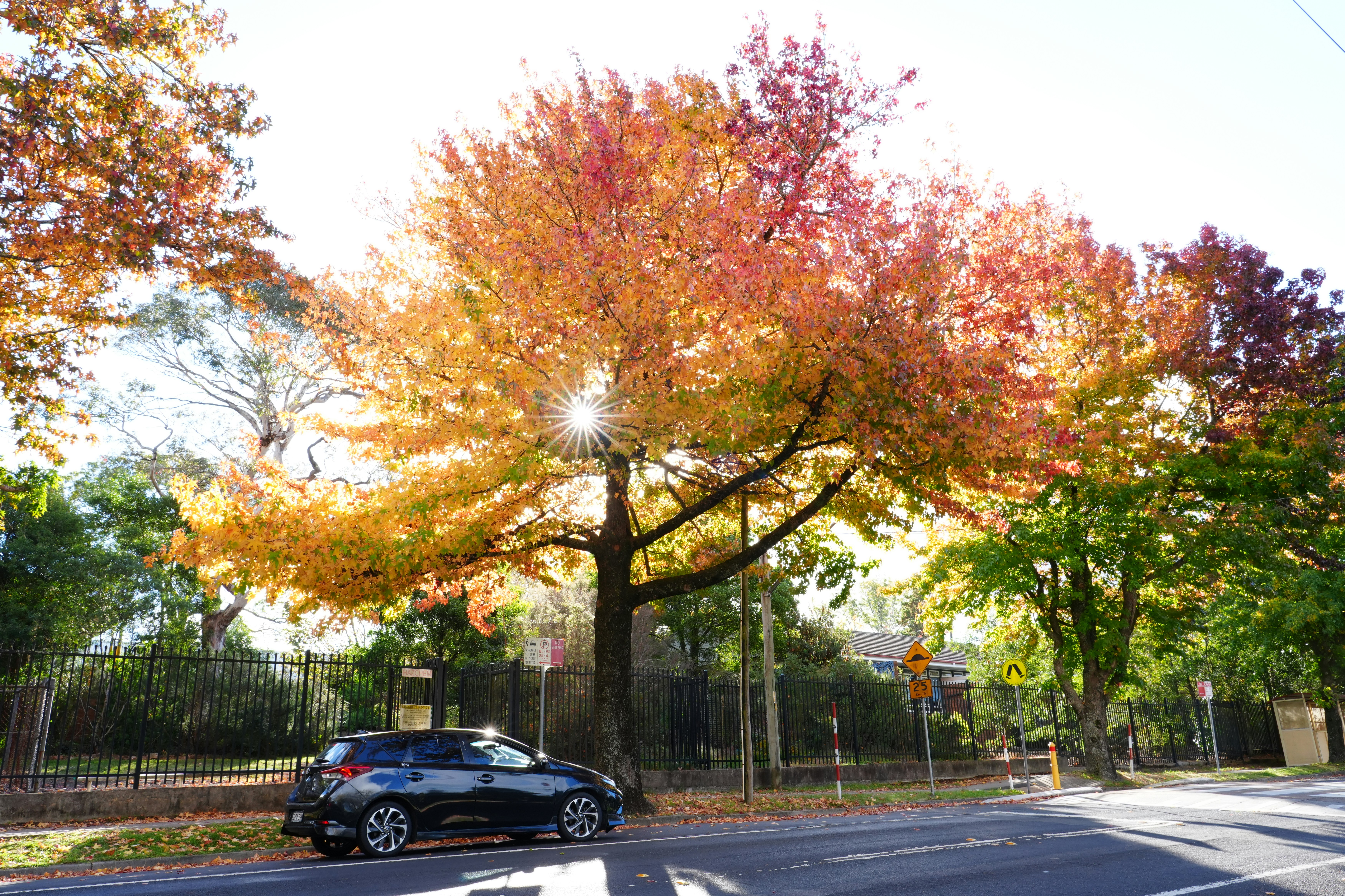 Sunburst Through Autumn Canopy Over a Quiet Street